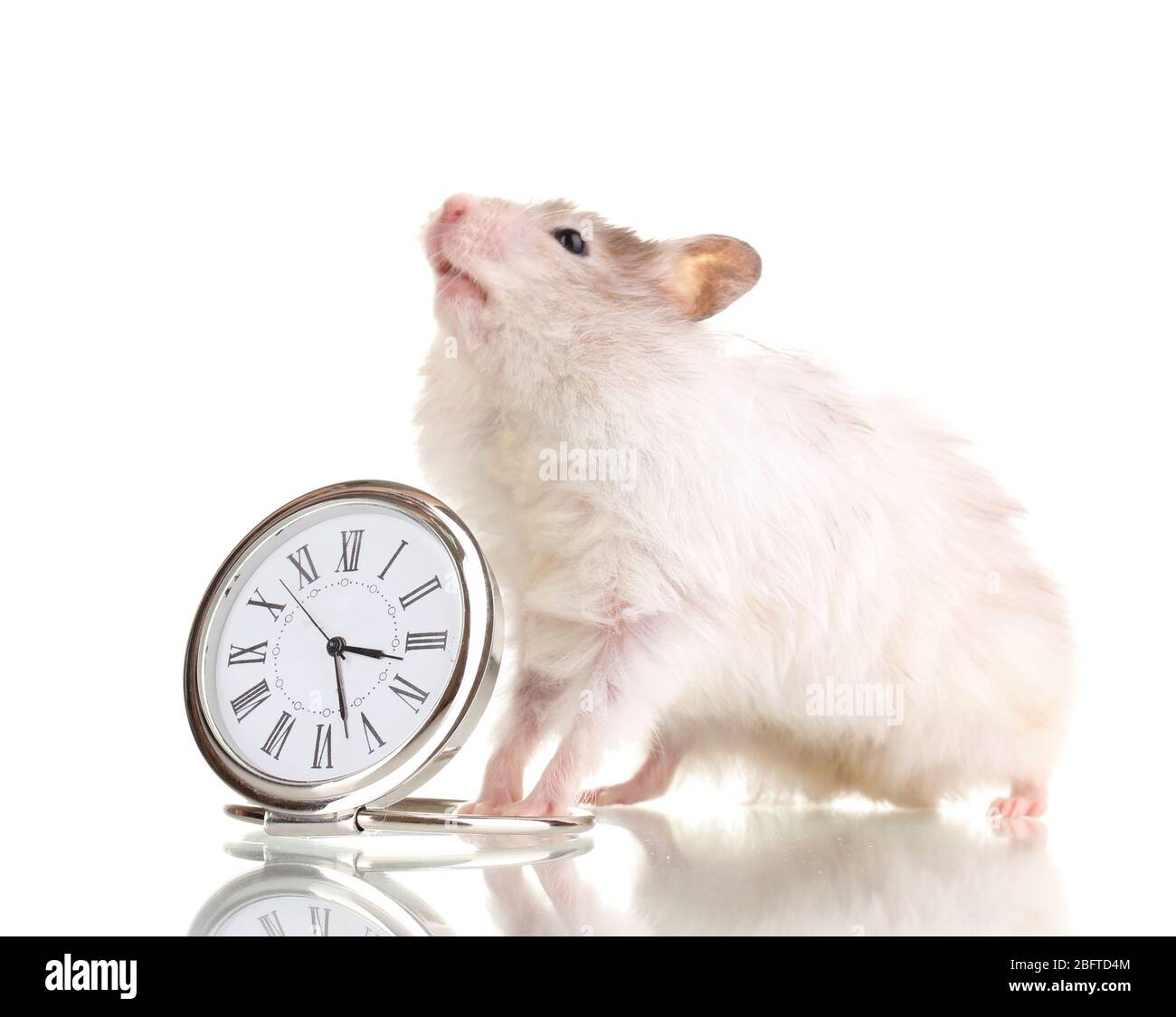 Cute hamster and clock isolated white Stock Photo - Alamy