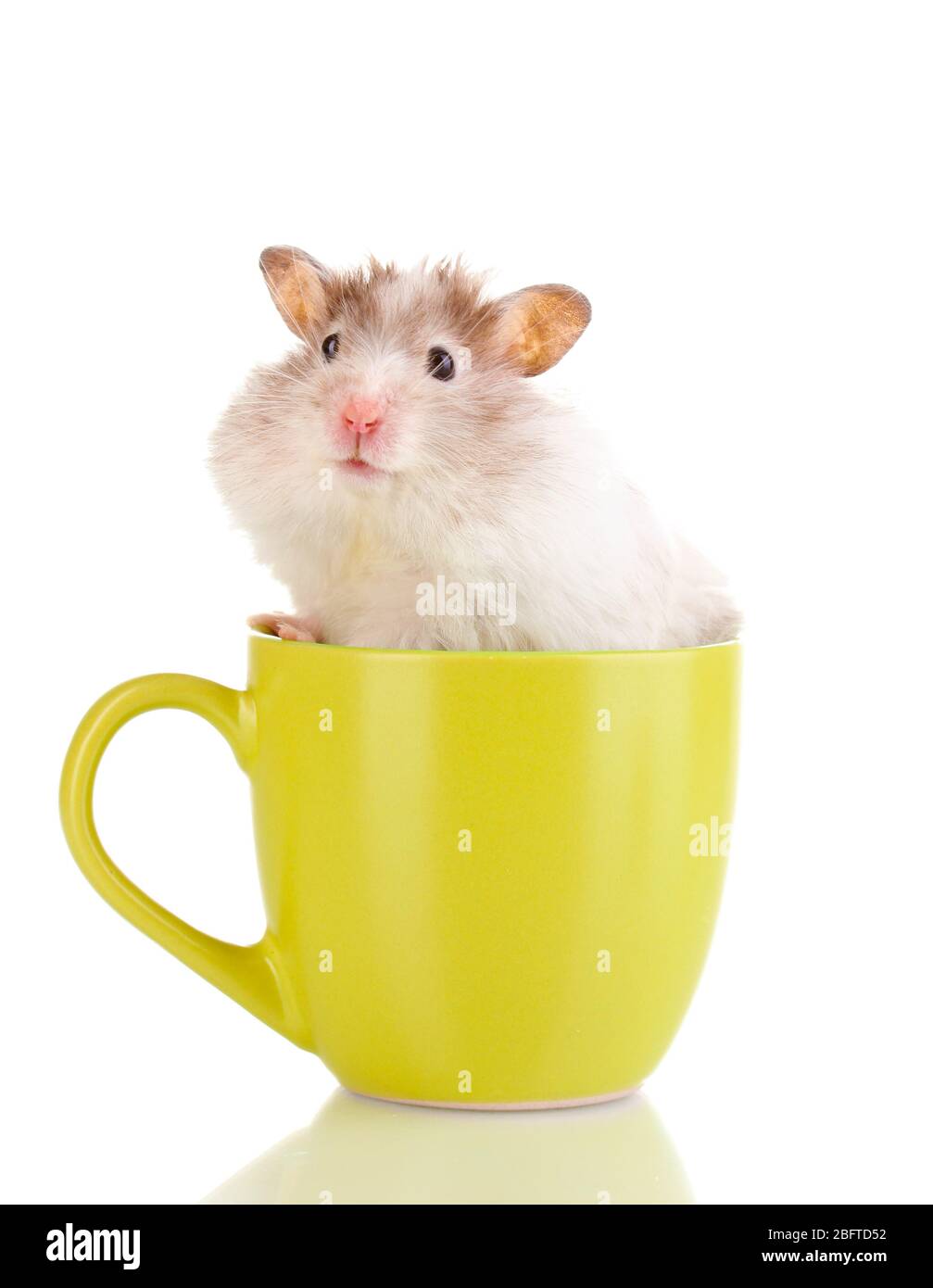Cute hamster in cup isolated white Stock Photo - Alamy