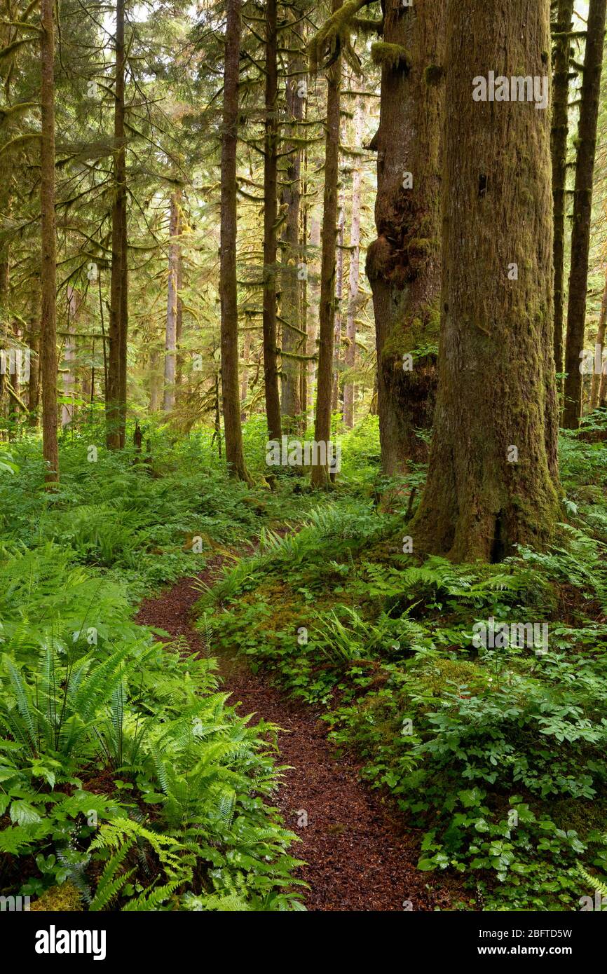 Baker River Trail running through old growth forest, North Cascades ...