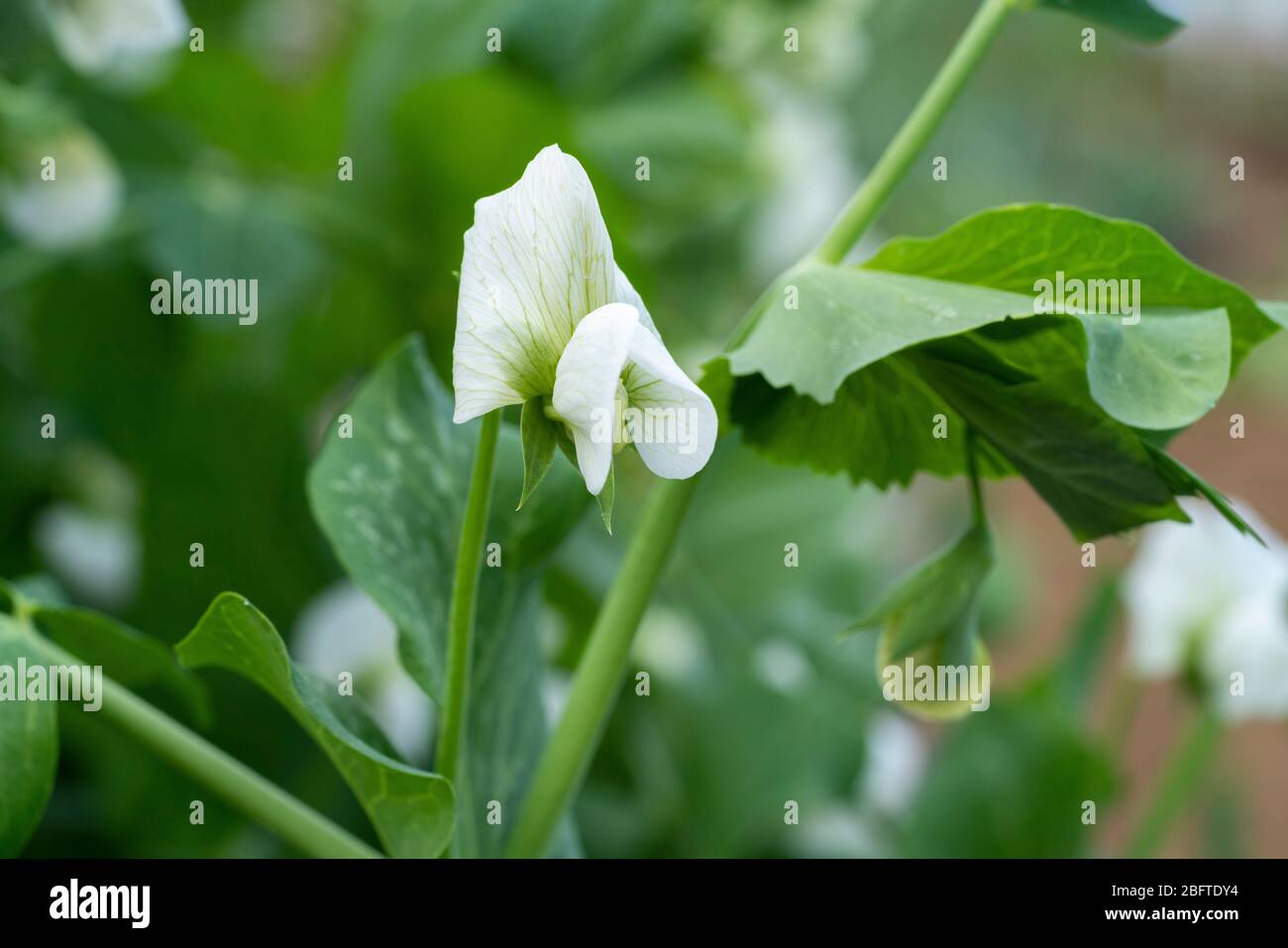 Snap pea flower blooming, Isehara City, Kanagawa Prefecture, Japan ...