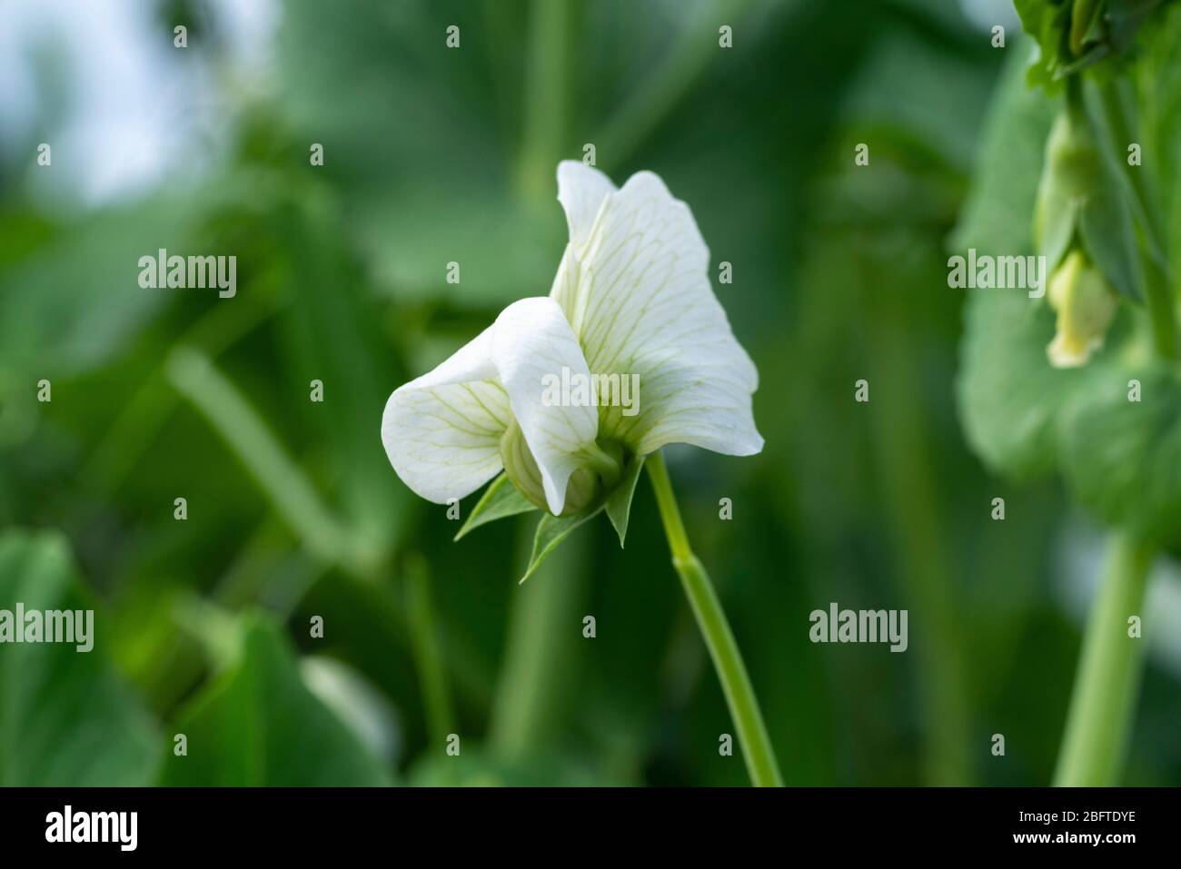 Snap pea flower blooming, Isehara City, Kanagawa Prefecture, Japan ...