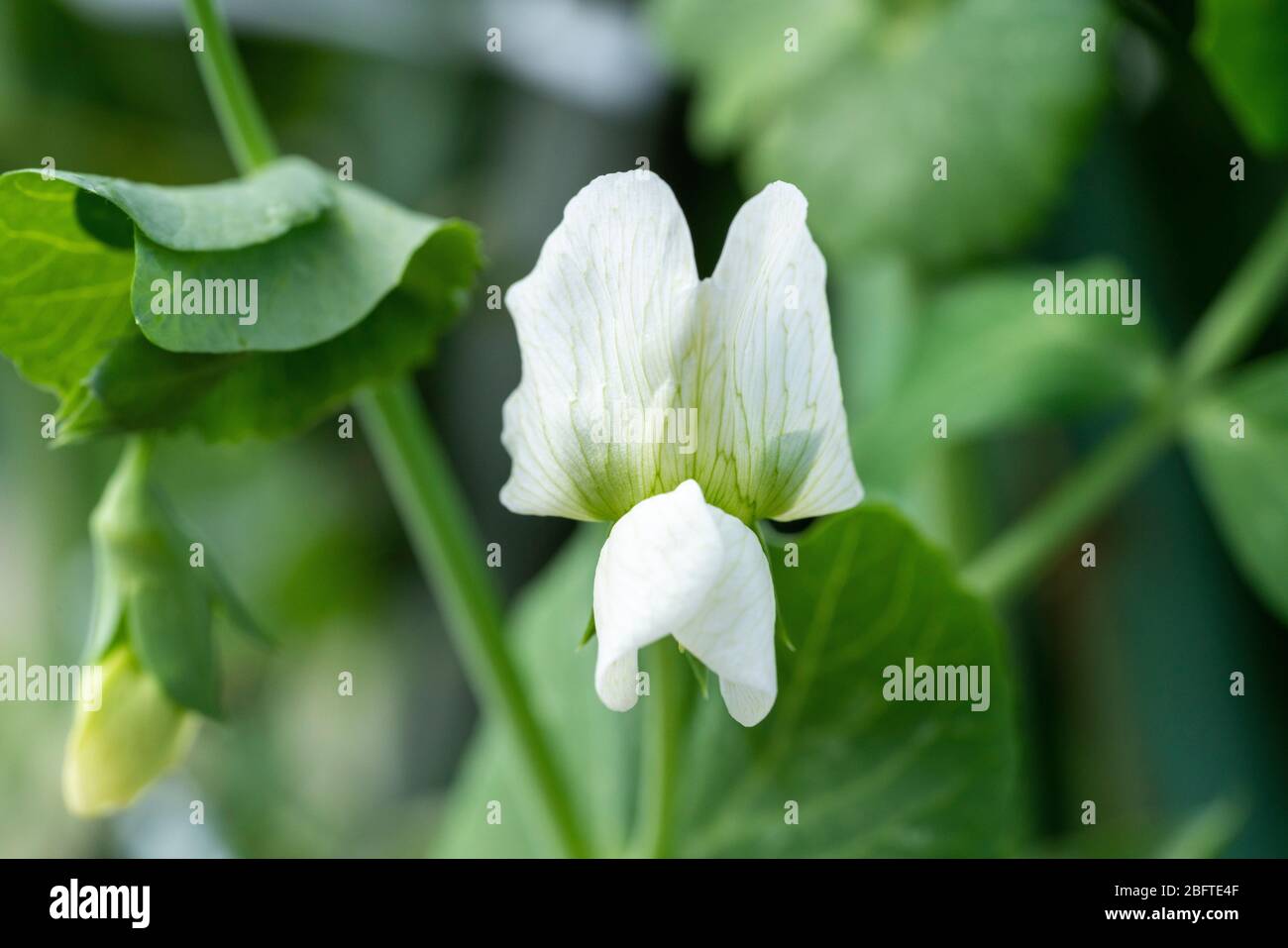 Snap pea flower blooming, Isehara City, Kanagawa Prefecture, Japan ...