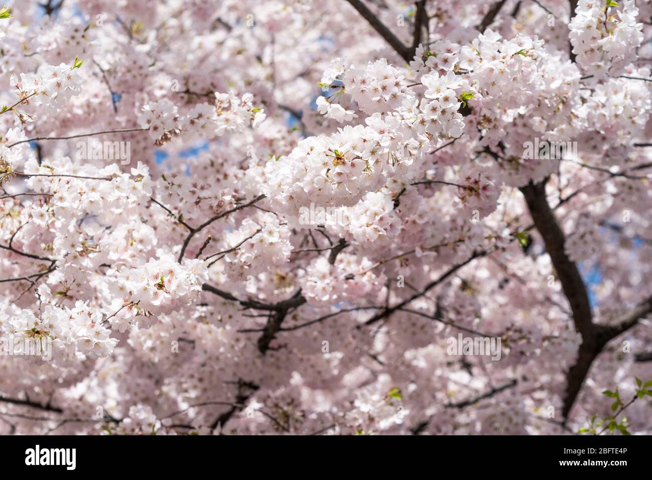 Beautiful cherry blossoms in full bloom in spring season Stock Photo ...