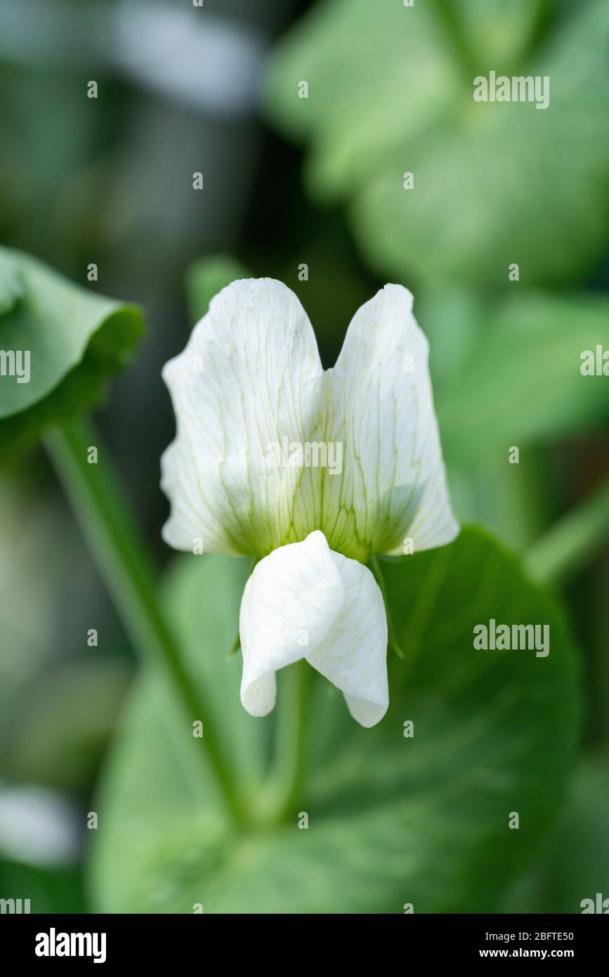 Snap pea flower blooming, Isehara City, Kanagawa Prefecture, Japan ...