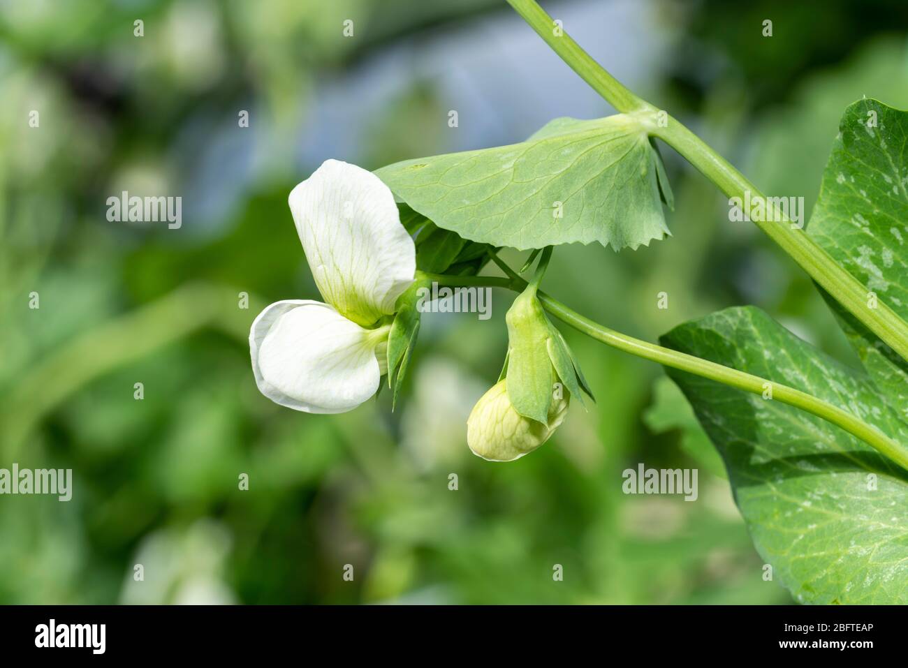 Kanto snap hi-res stock photography and images - Alamy
