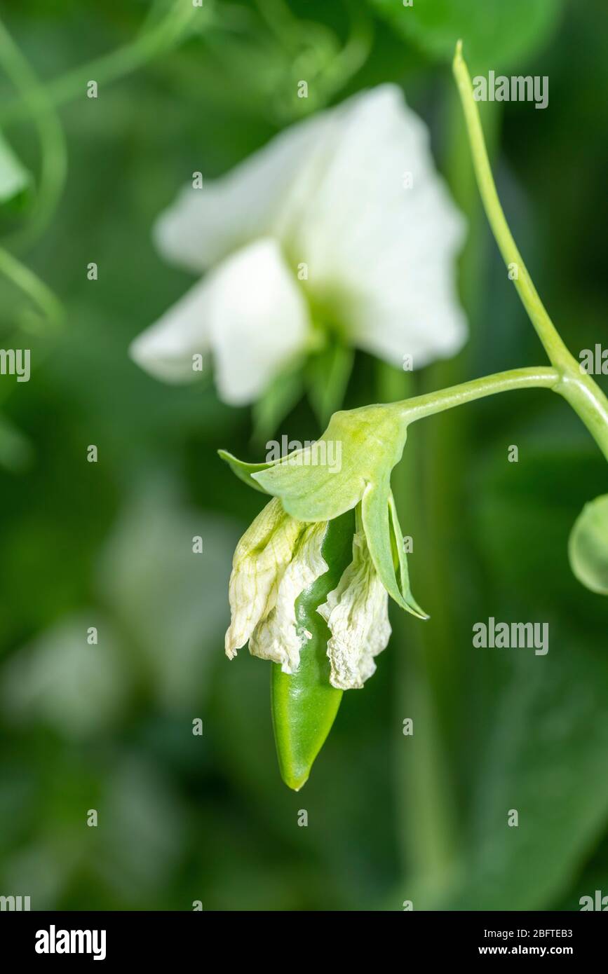 Kanto snap hi-res stock photography and images - Alamy