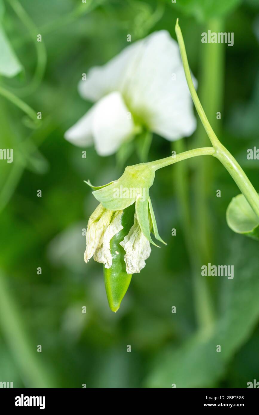 Kanto snap hi-res stock photography and images - Alamy