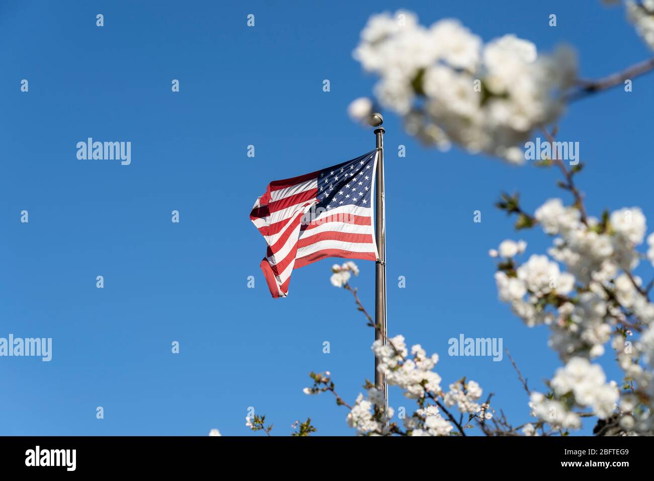 American flag seen through beautiful cherry blossoms in full bloom in ...