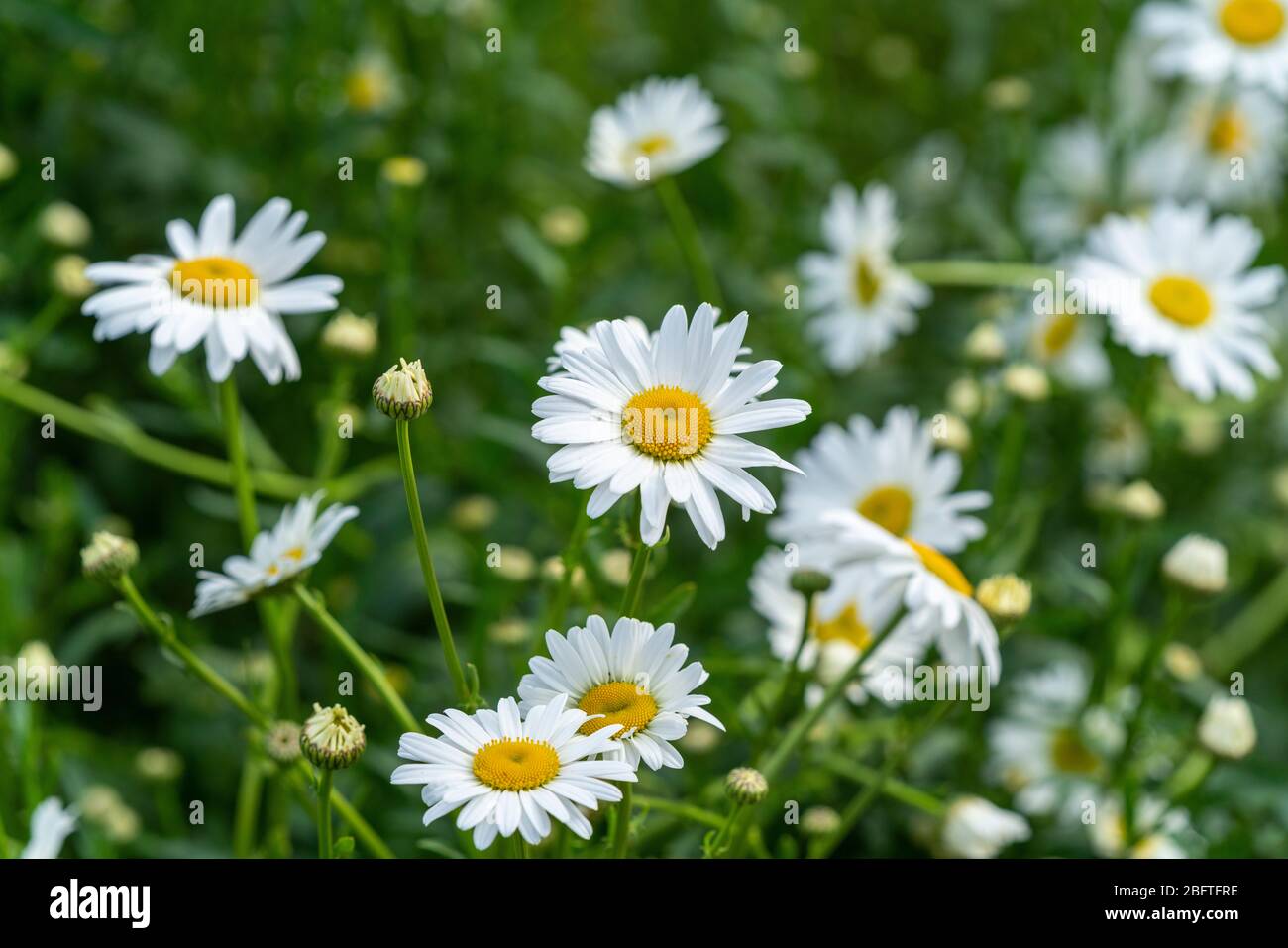 Oxeye daisy (Leucanthemum vulgare), Isehara City, Kanagawa Prefecture, Japan Stock Photo - Alamy