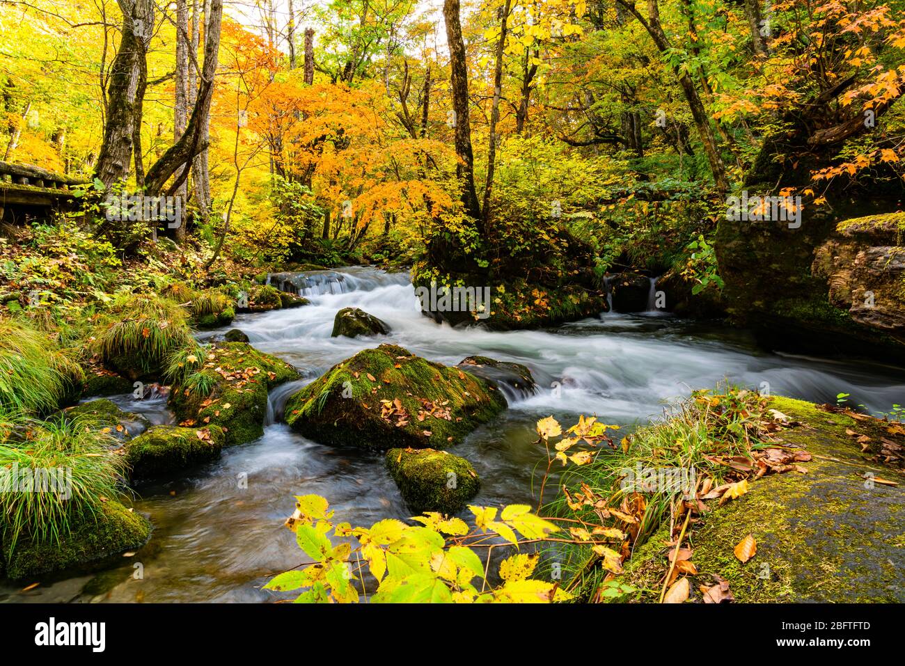 Moss Rocks Trees High Resolution Stock Photography and Images - Alamy