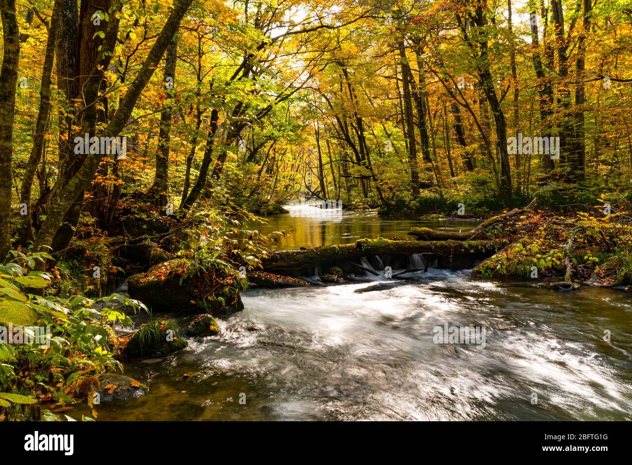 Beautiful scenic view of Oirase Mountain Stream flow in the colorful ...