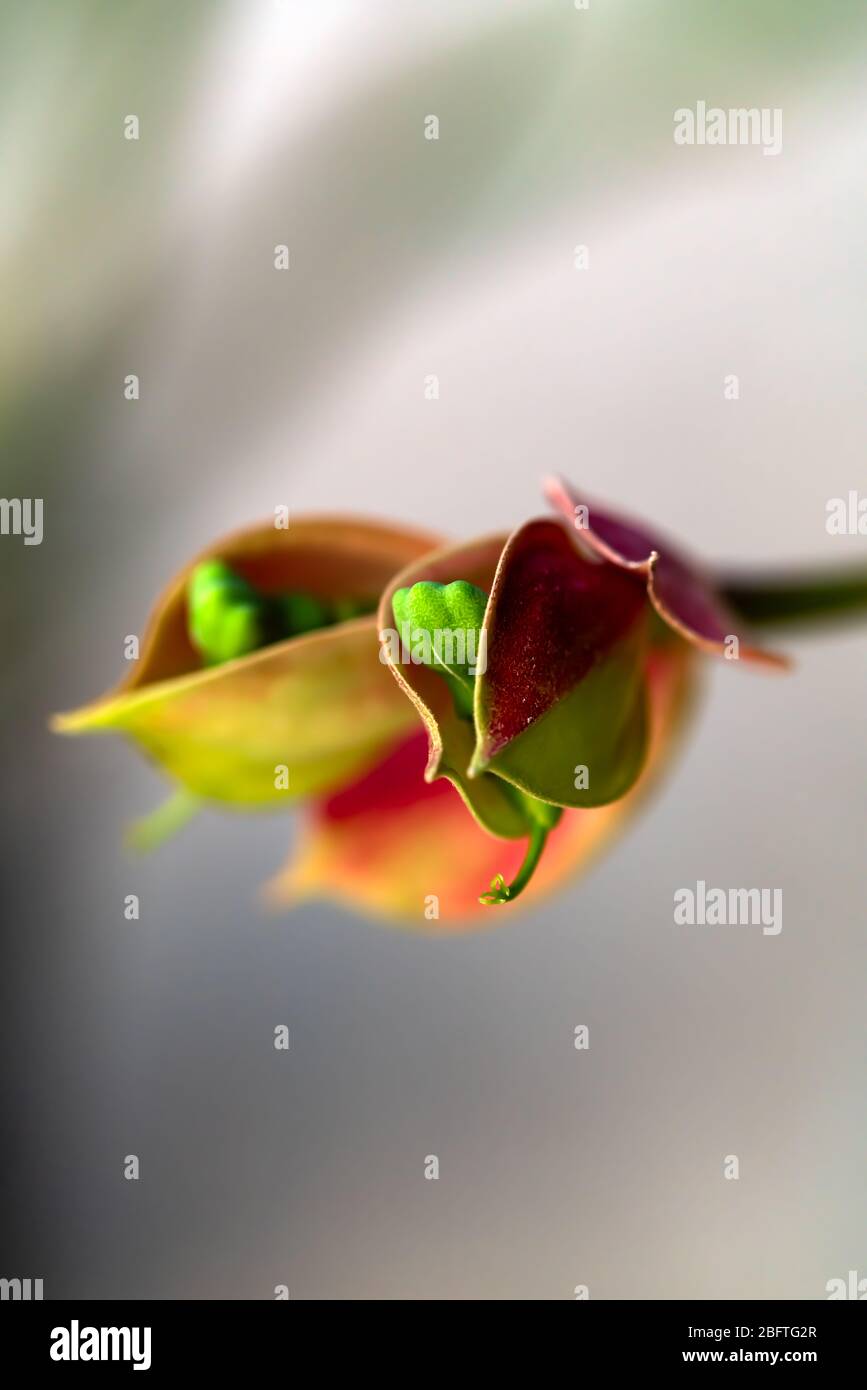 Bracteatus hi-res stock photography and images - Alamy