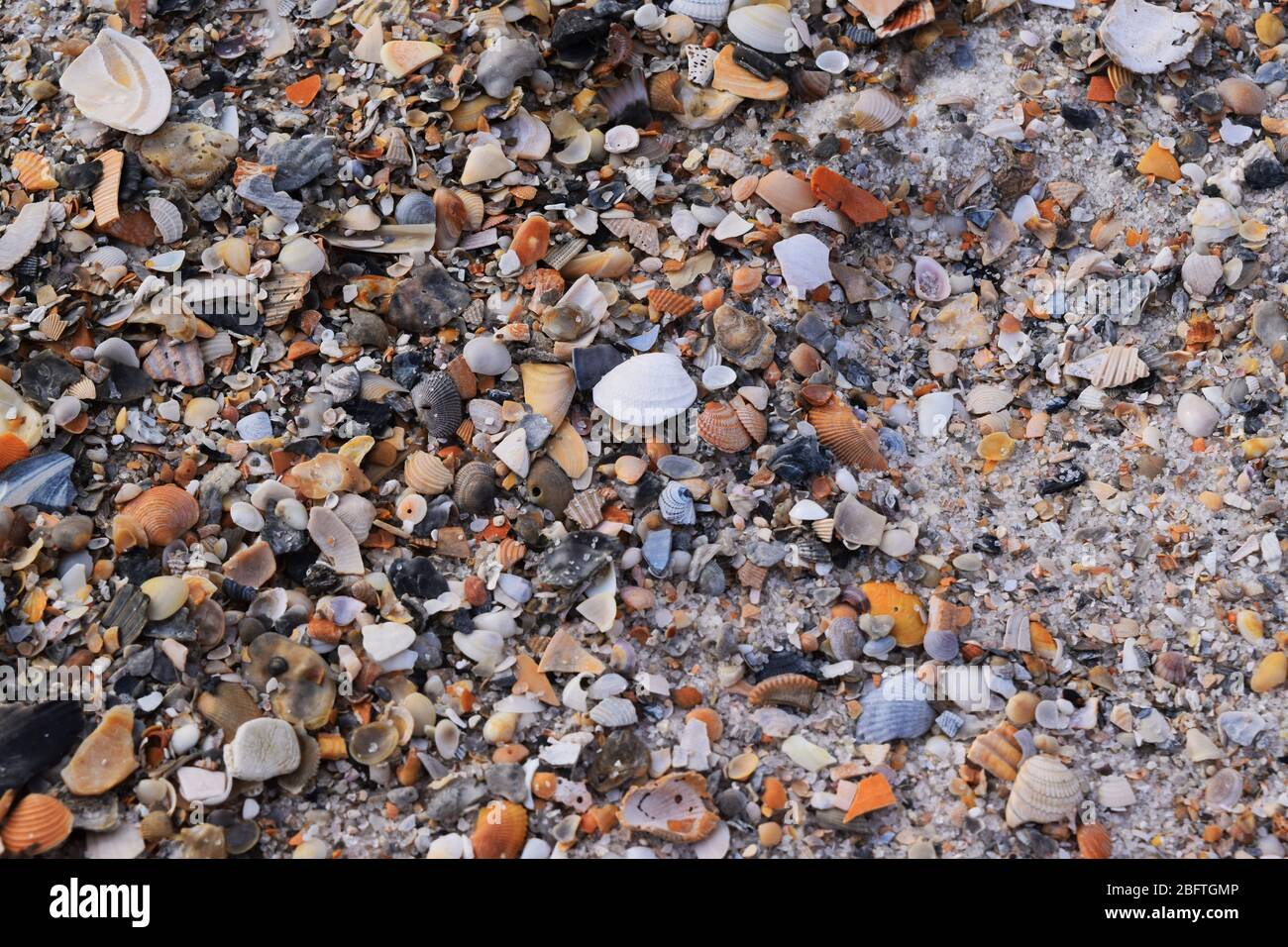 Covering of shells hi-res stock photography and images - Alamy