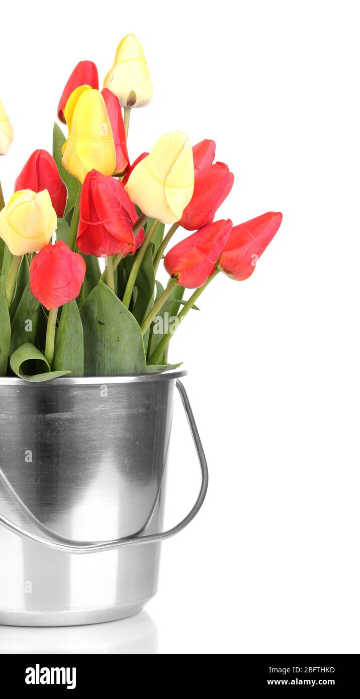 Beautiful tulips in bucket isolated on white Stock Photo - Alamy