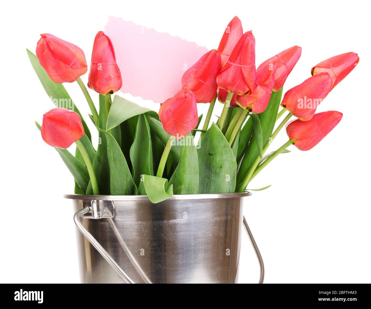 Beautiful tulips in bucket isolated on white Stock Photo - Alamy