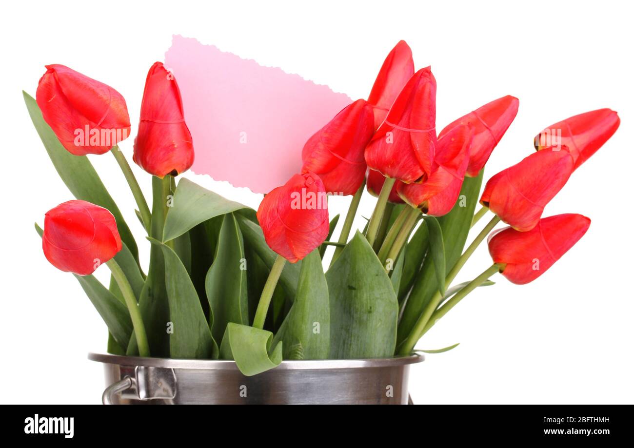 Beautiful tulips in bucket isolated on white Stock Photo - Alamy