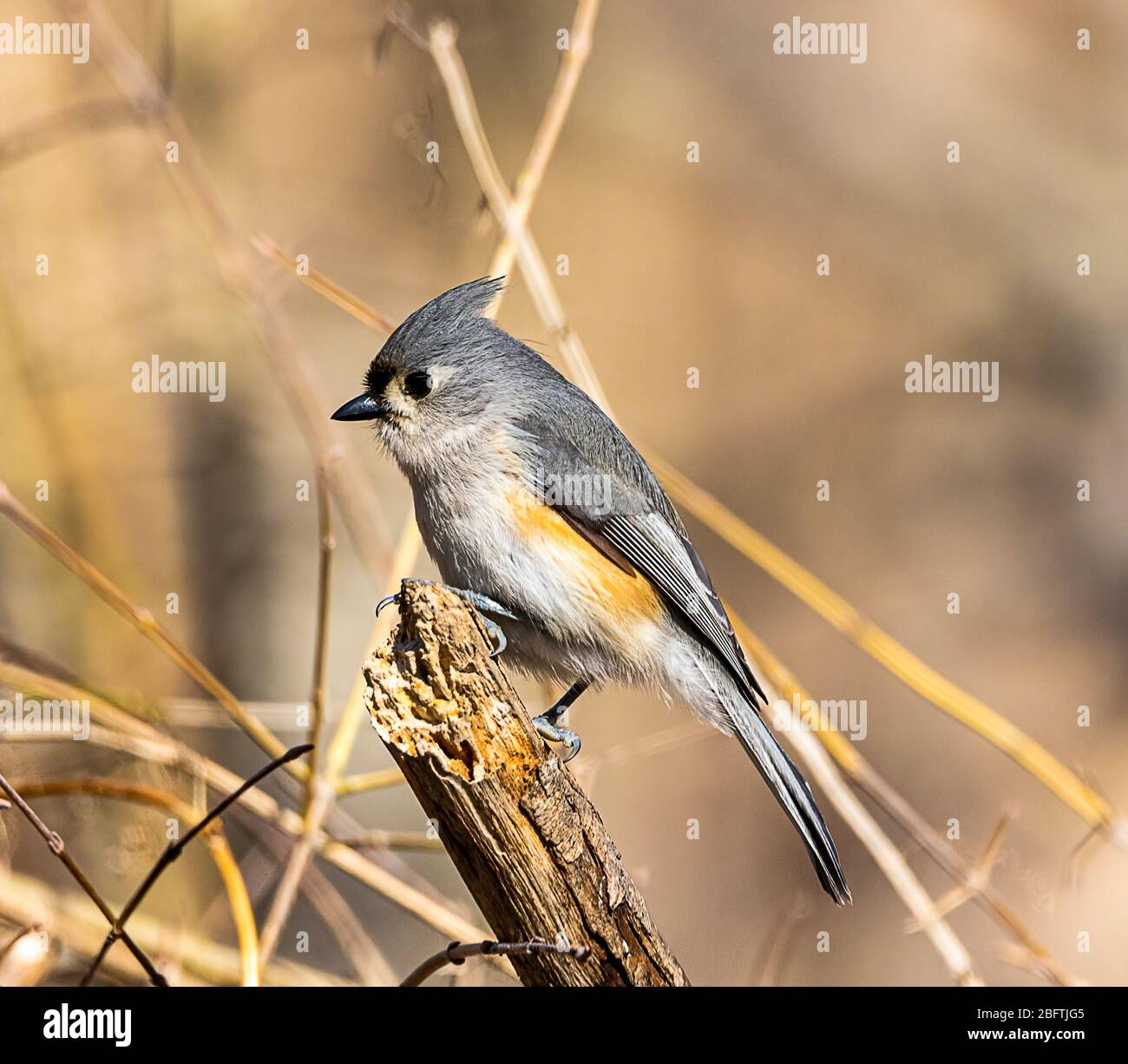 A beautiful tufted titmouse posing in a forest Stock Photo - Alamy