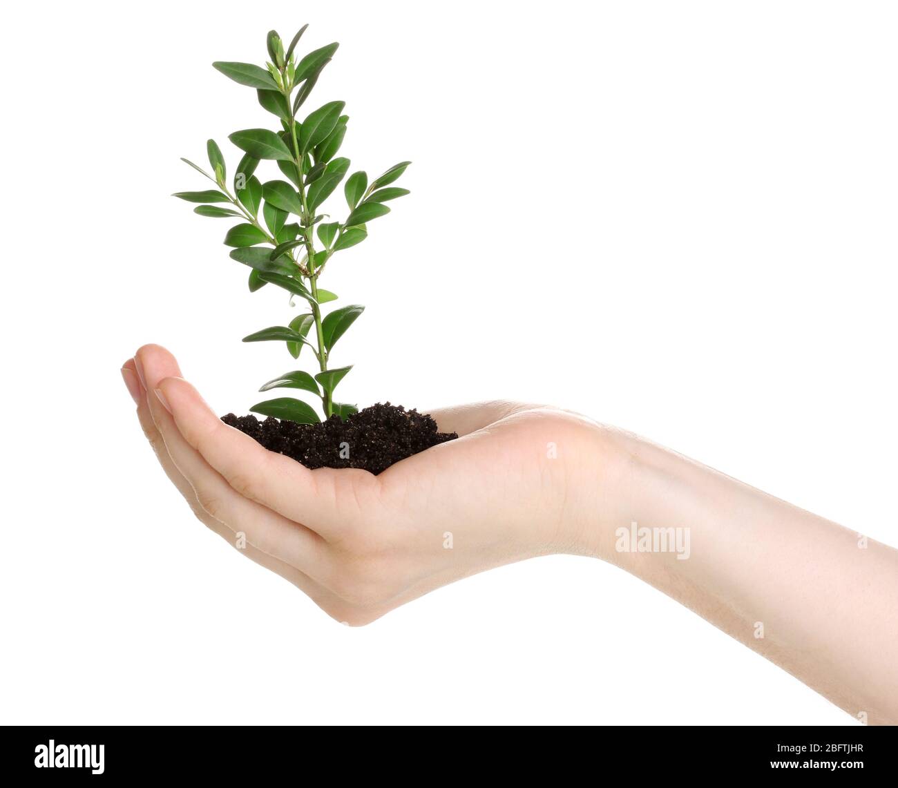 Young plant in hand isolated on white Stock Photo - Alamy