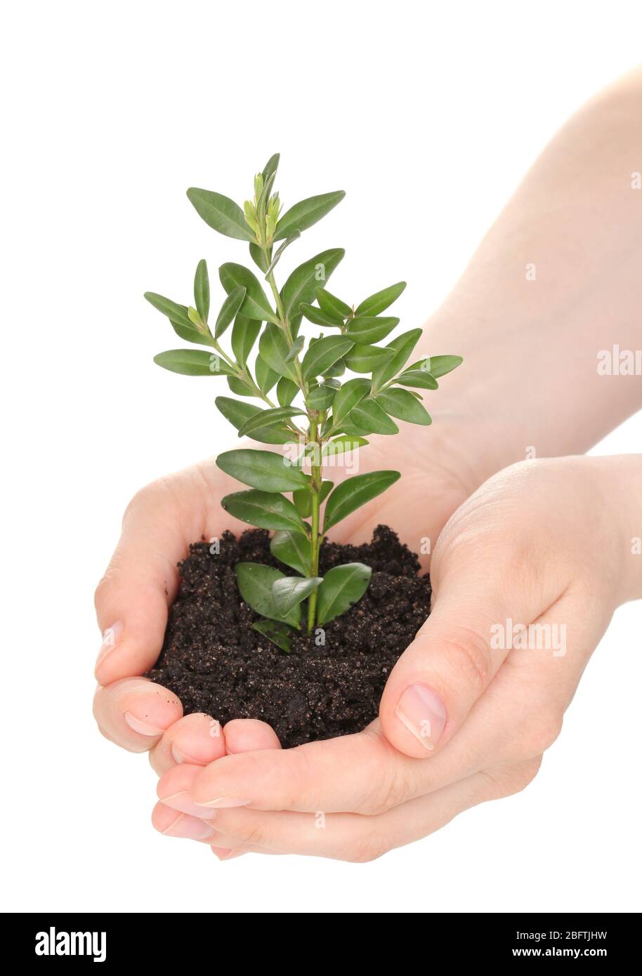 Young plant in hands isolated on white Stock Photo - Alamy