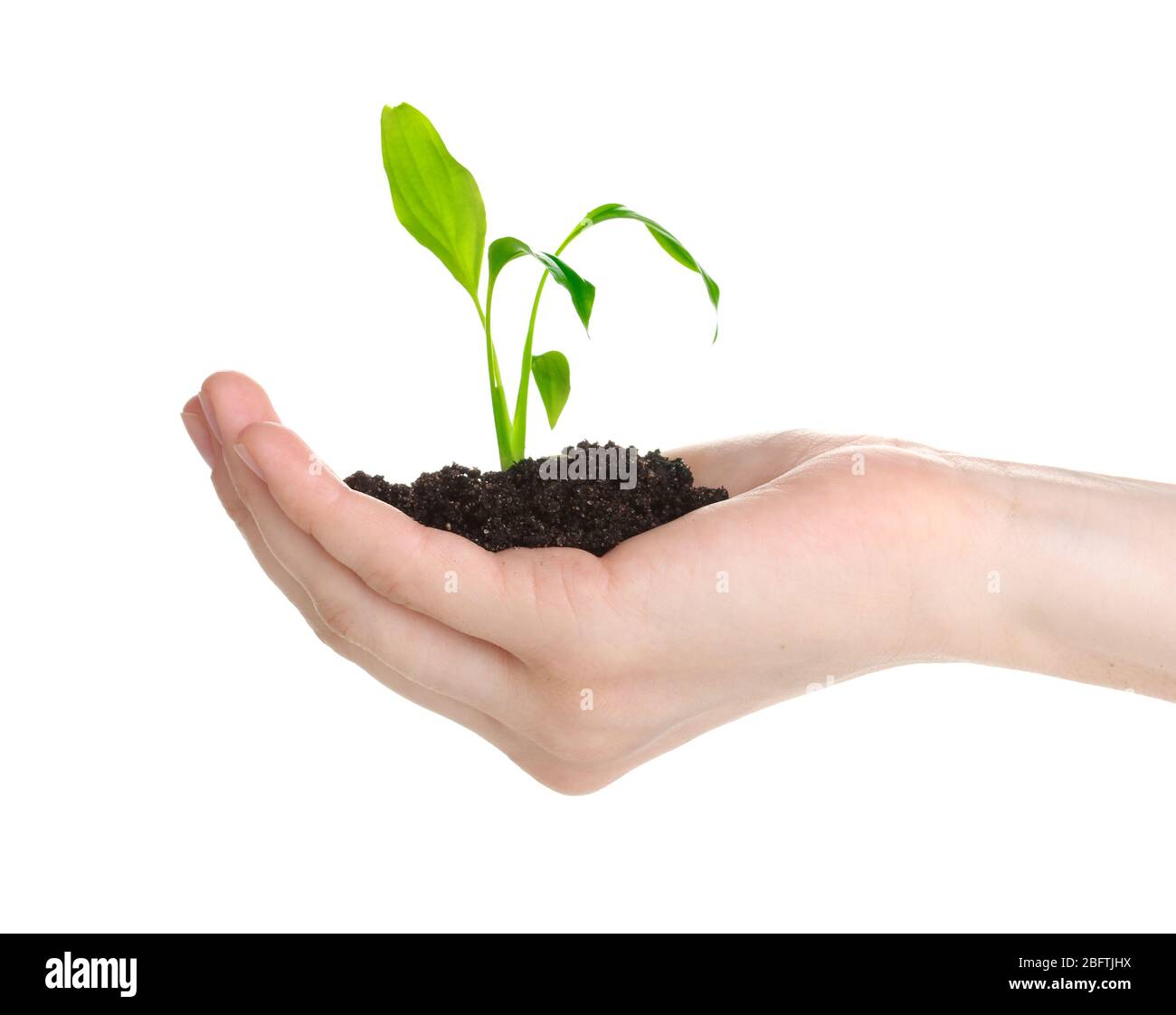 Young plant in hand isolated on white Stock Photo - Alamy