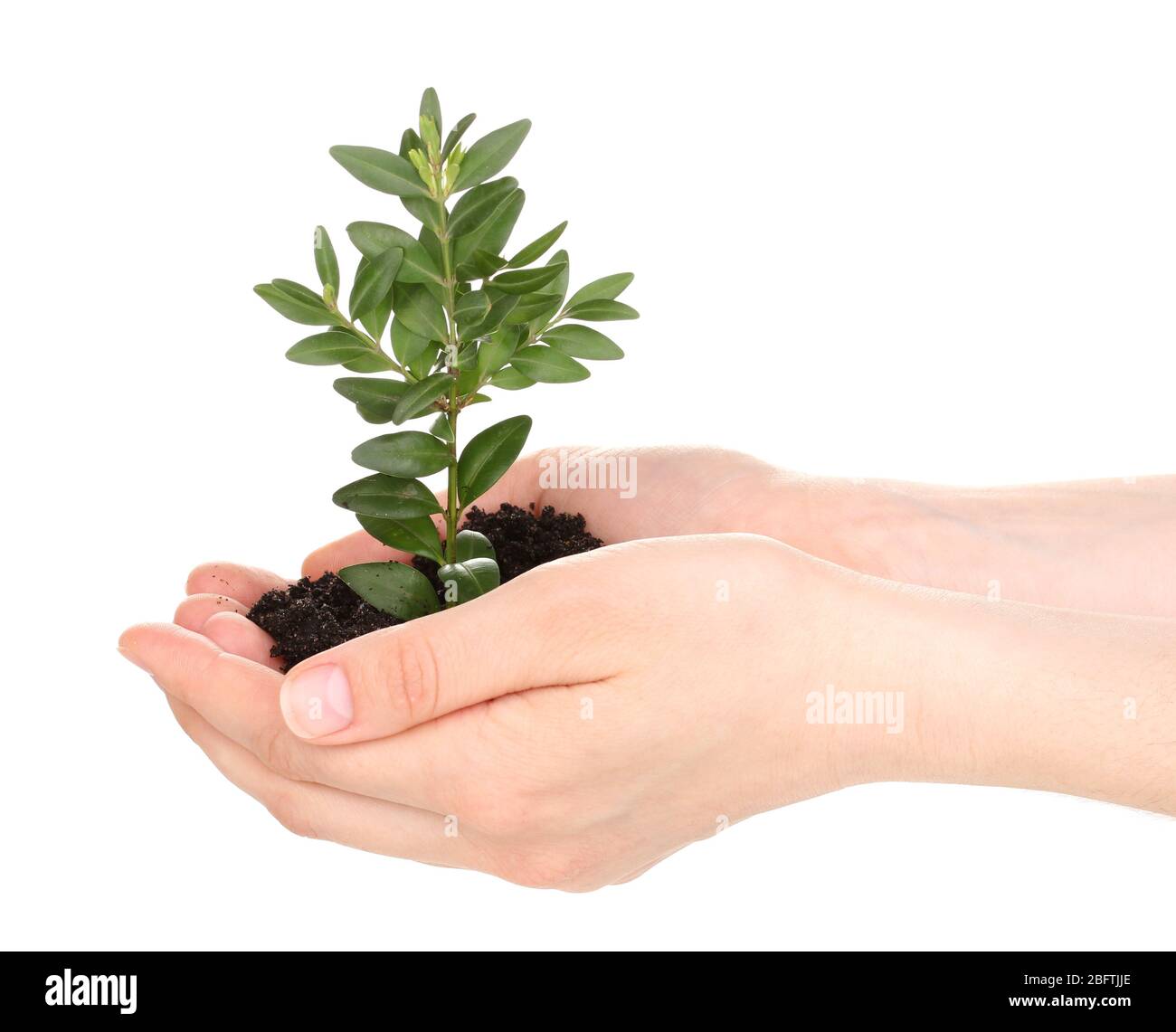 Young plant in hands isolated on white Stock Photo - Alamy