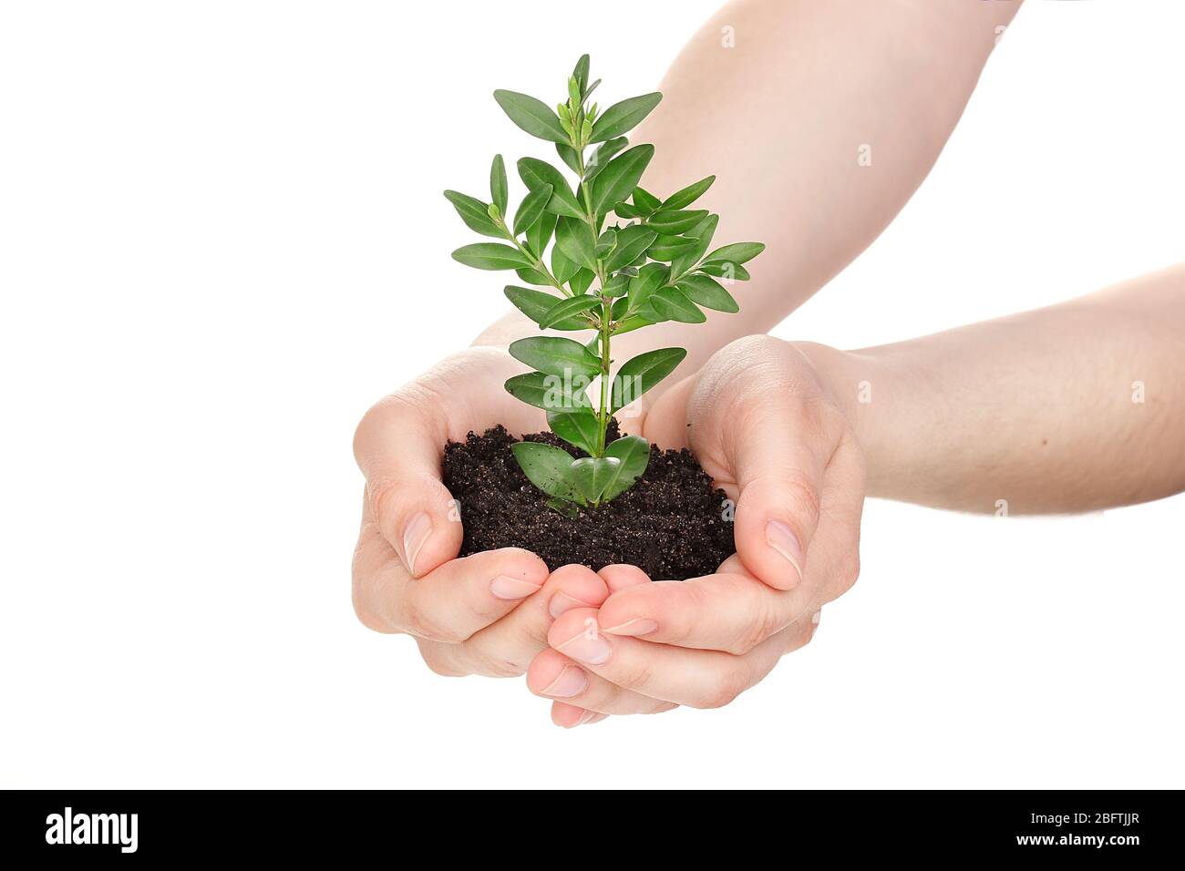 Young plant in hands isolated on white Stock Photo - Alamy