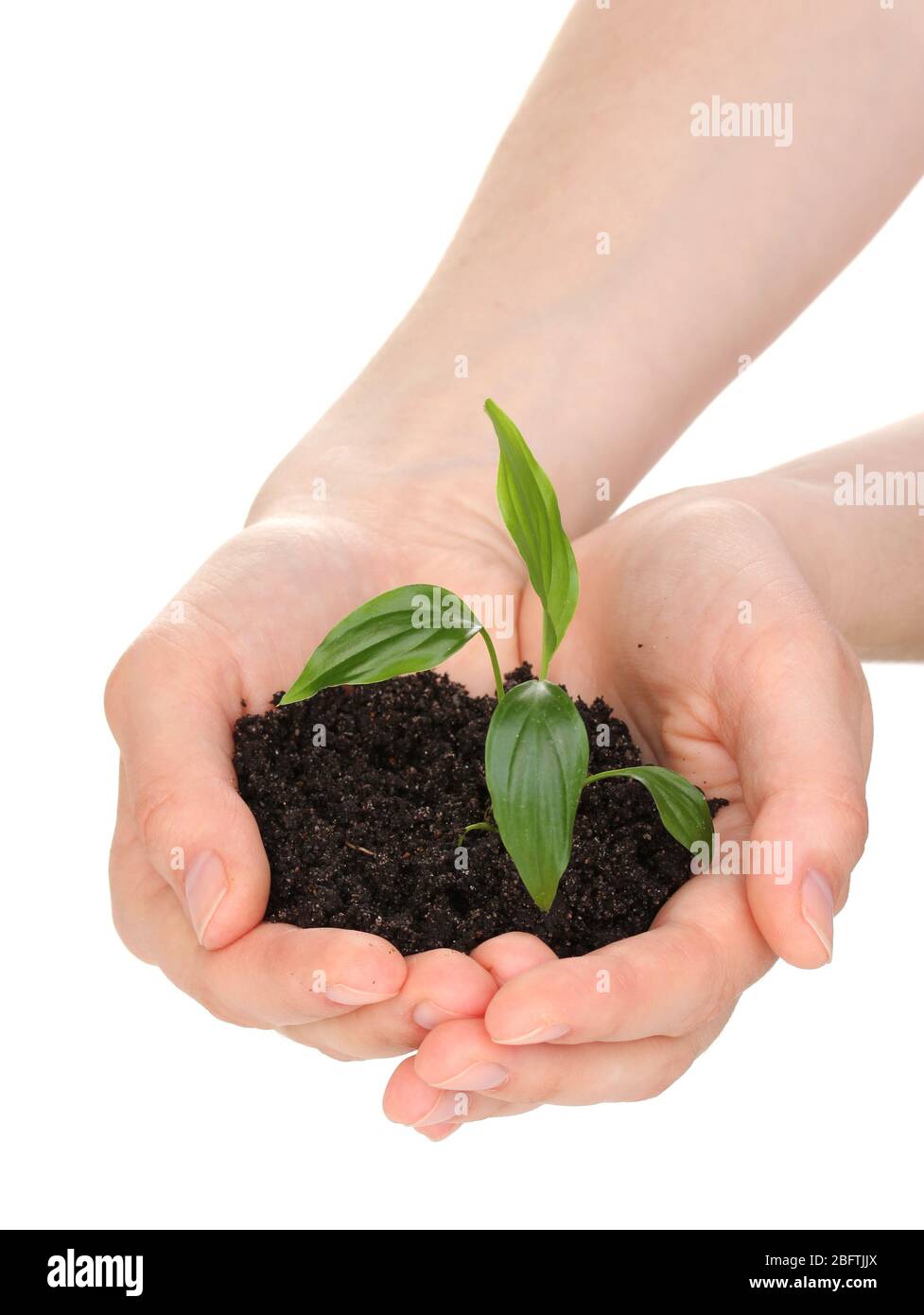 Young plant in hands isolated on white Stock Photo - Alamy