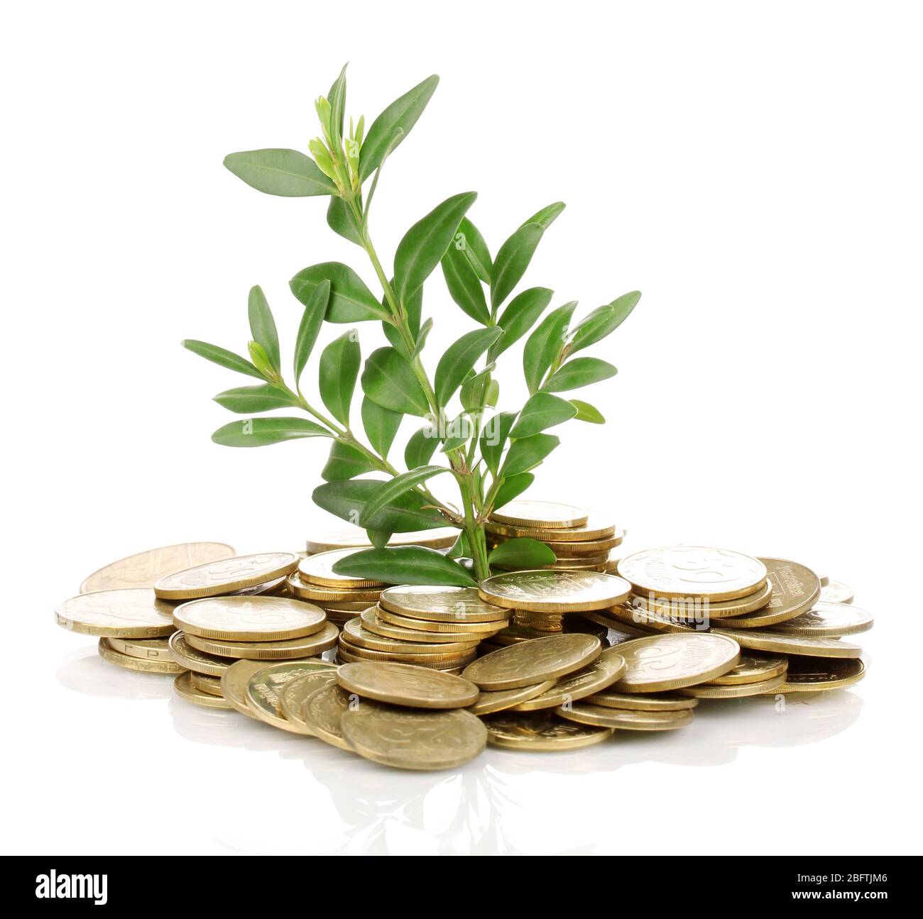 Golden coins and plant isolated on white Stock Photo - Alamy
