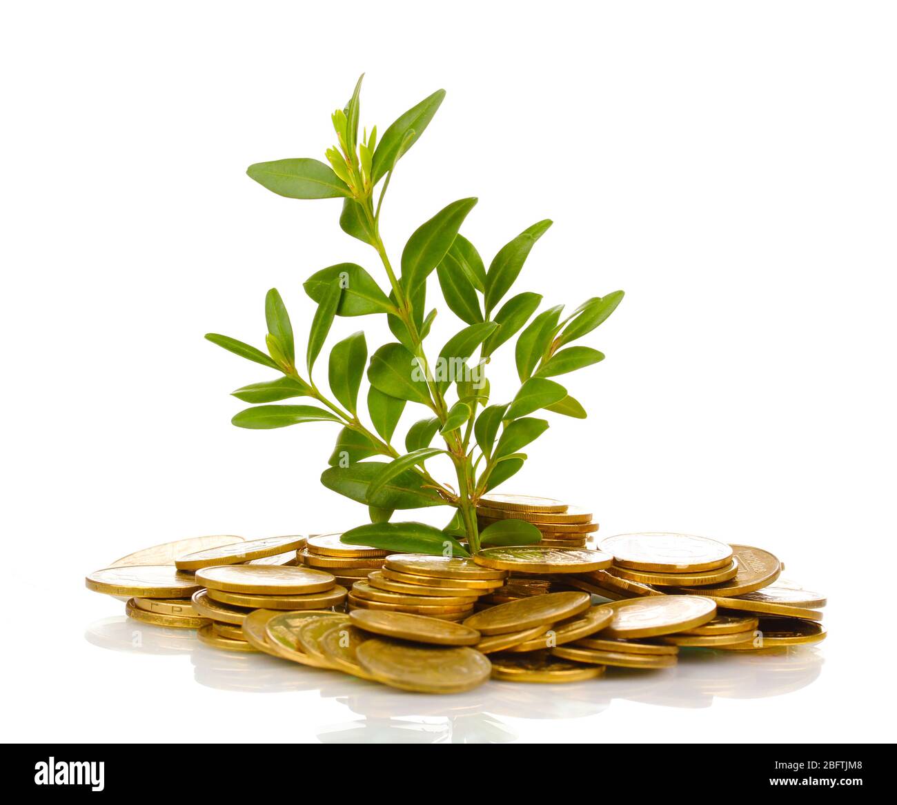 Tree golden coins on Cut Out Stock Images & Pictures - Alamy