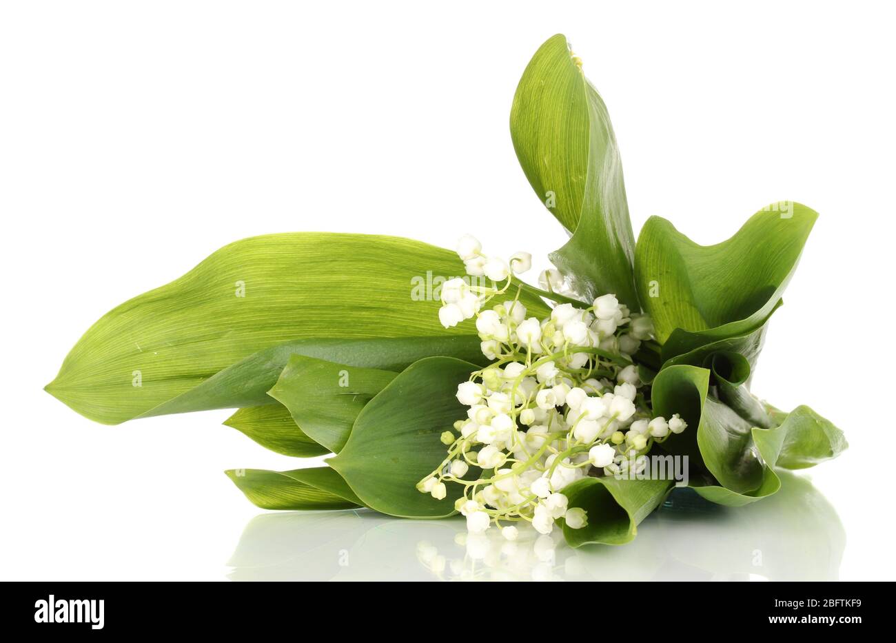 May-lilies isolated on white Stock Photo - Alamy
