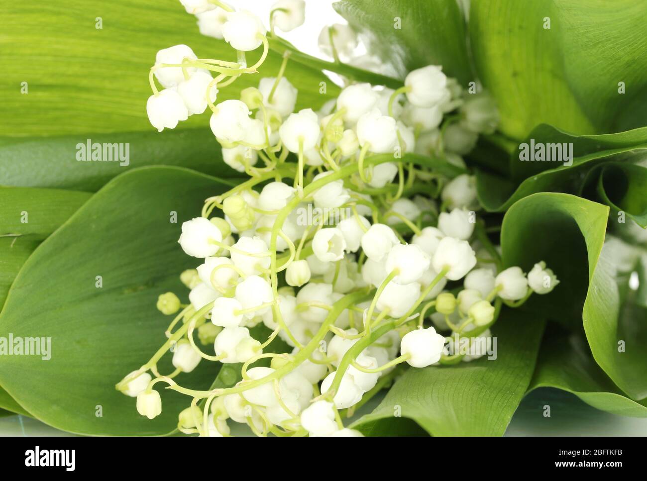 May lilies hi-res stock photography and images - Alamy