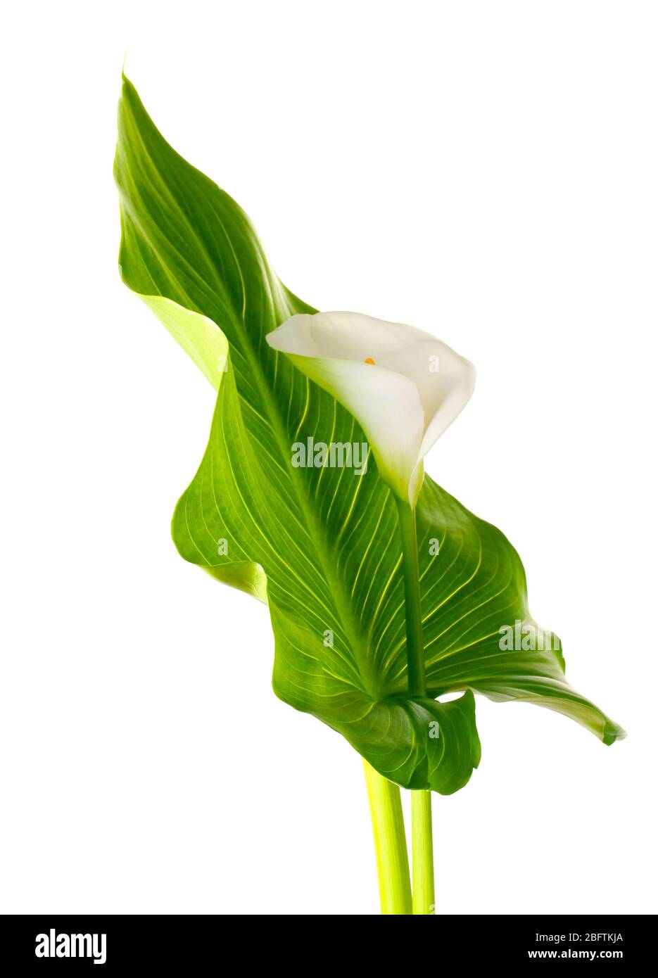 White callas leaf isolated on white Stock Photo - Alamy