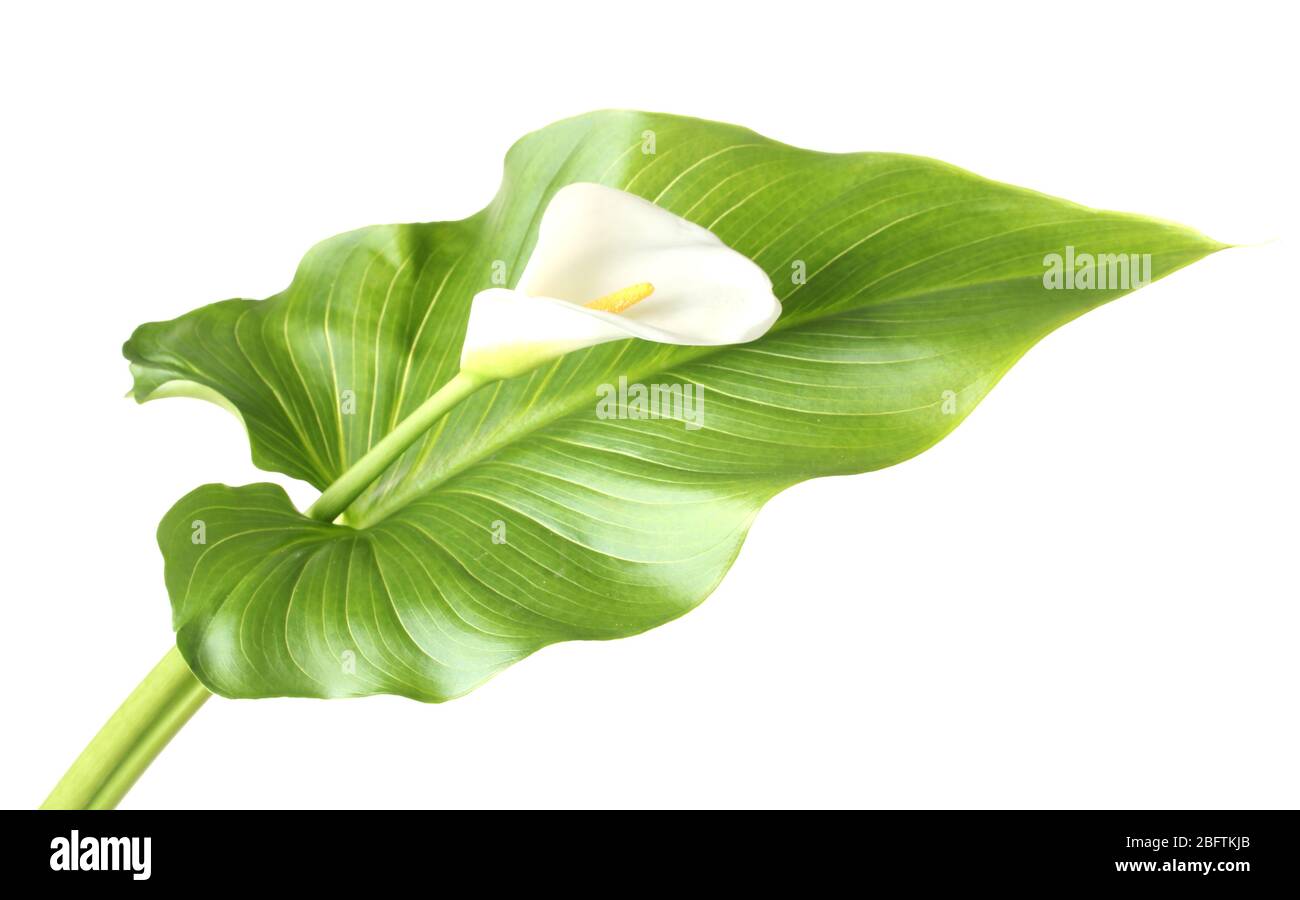 White calla with leaf isolated on white Stock Photo - Alamy