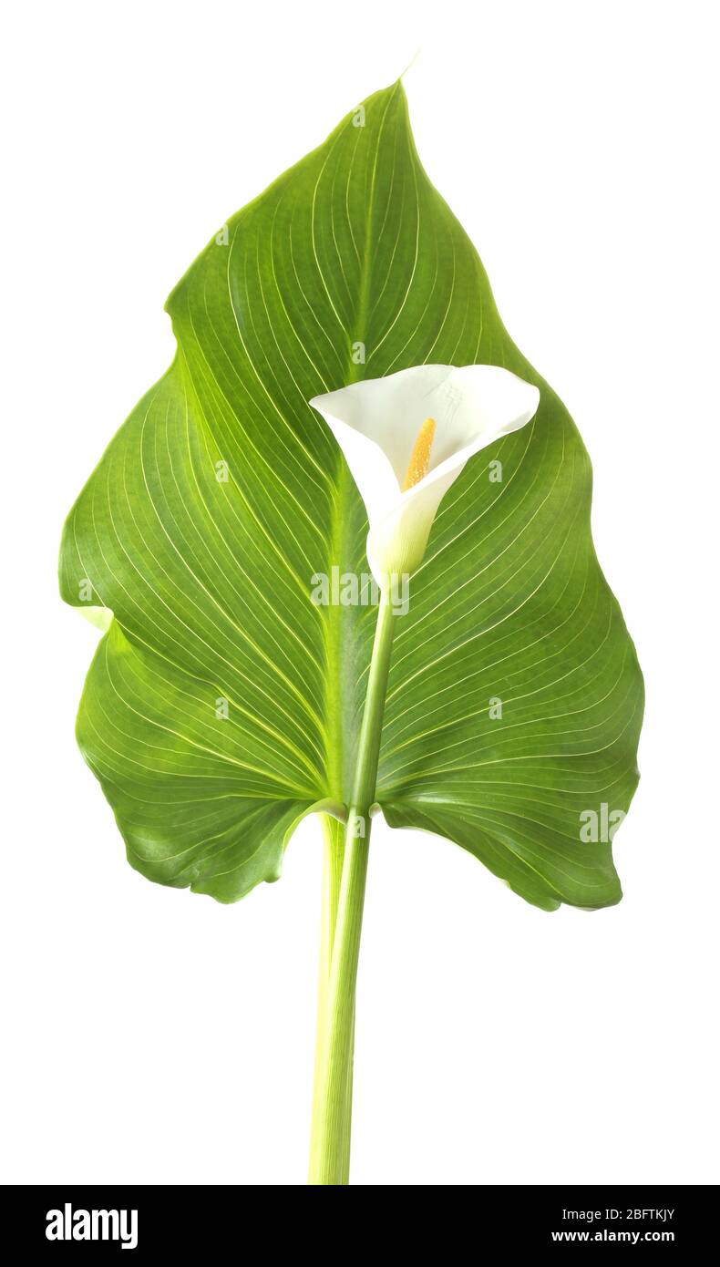 White calla with leaf isolated on white Stock Photo - Alamy