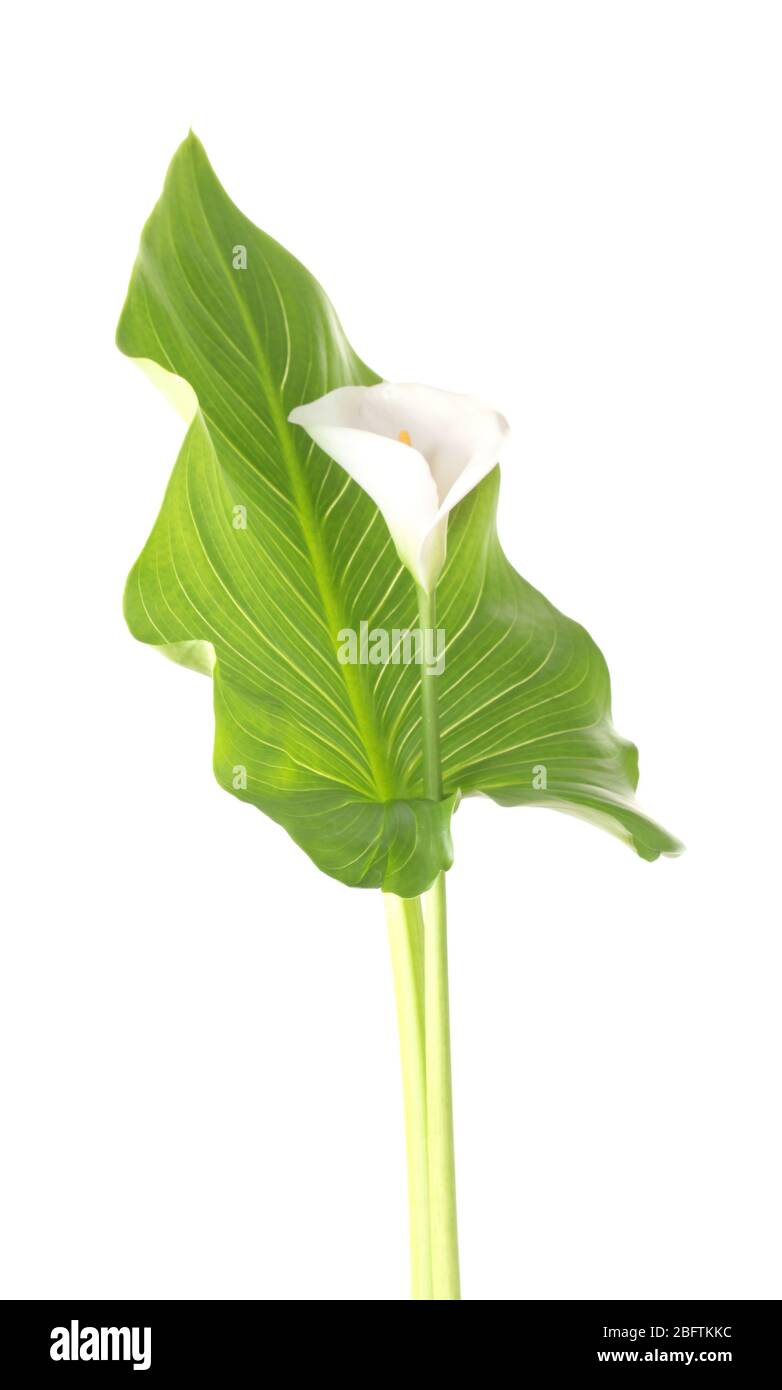 White callas leaf isolated on white Stock Photo - Alamy