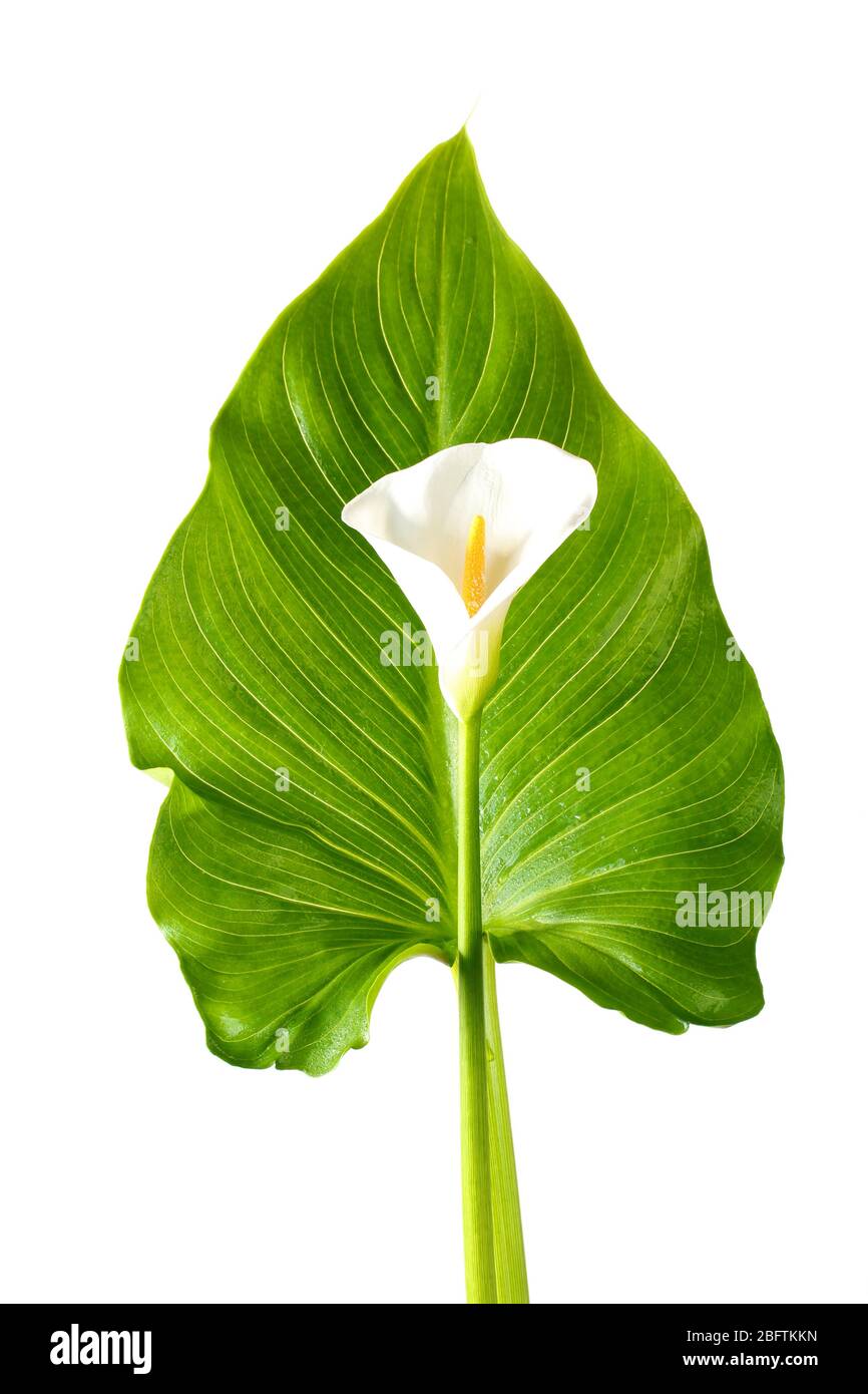 White calla with leaf isolated on white Stock Photo - Alamy