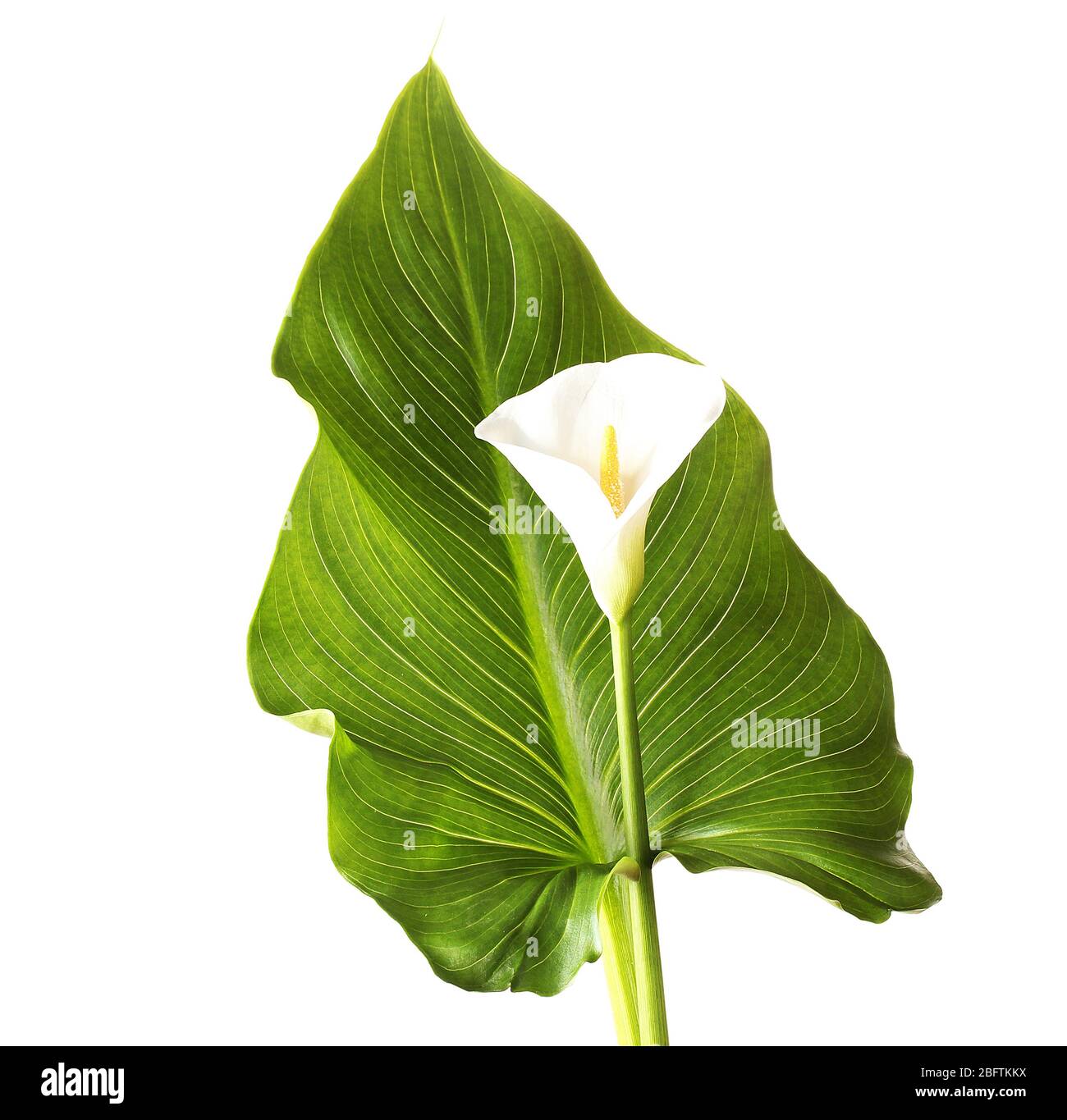 White calla with leaf isolated on white Stock Photo - Alamy