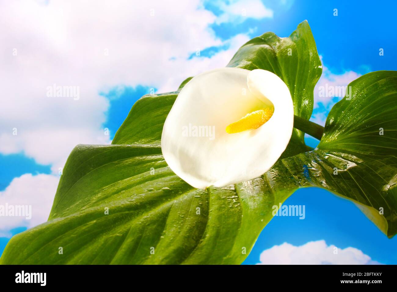 White calla with leaf on sky background close-up Stock Photo - Alamy
