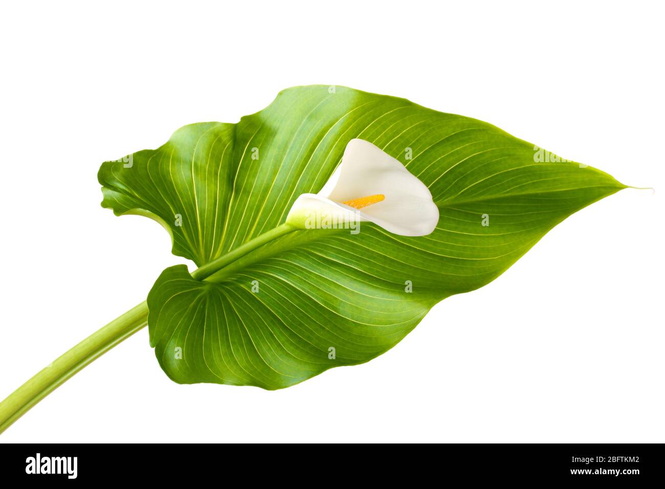 White calla with leaf isolated on white Stock Photo - Alamy