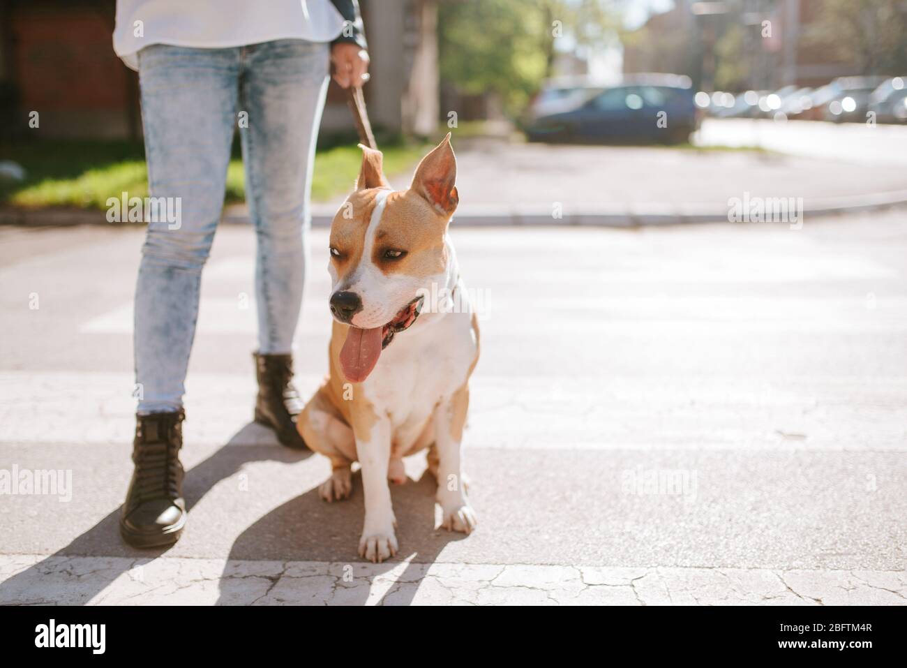 Beautiful dog breed American Staffordshire Terrier with a caucasian ...