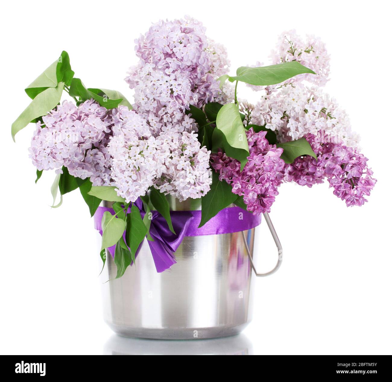 beautiful lilac flowers in metal bucket isolated on white Stock Photo ...