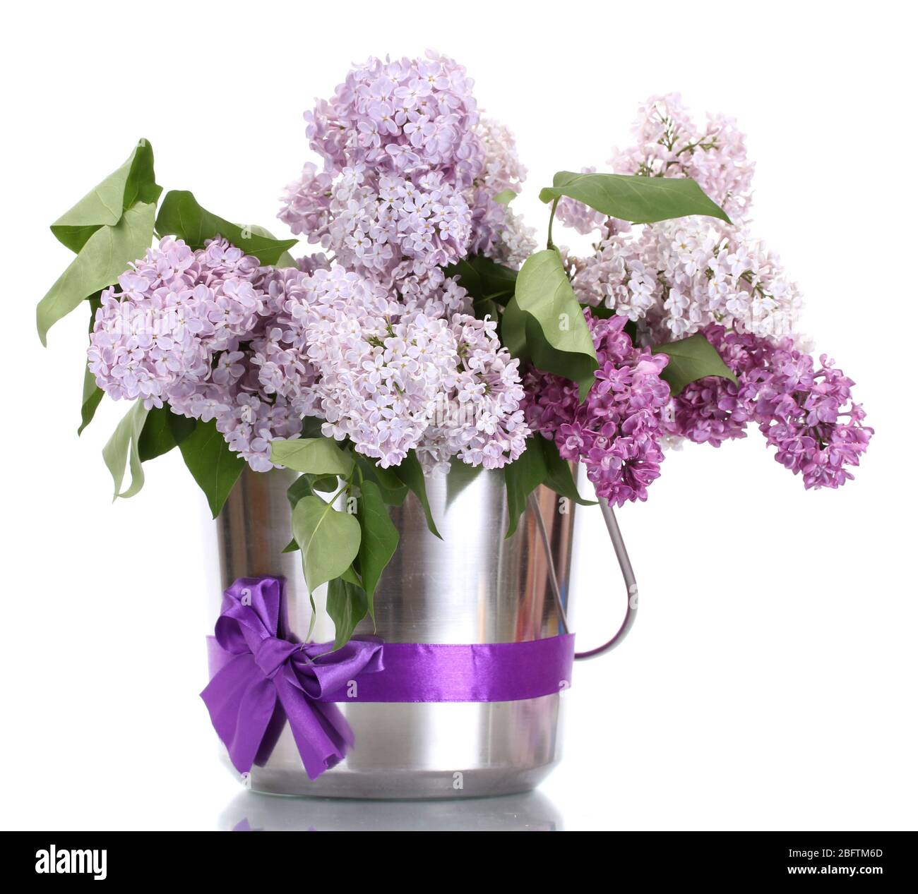 beautiful lilac flowers in metal bucket isolated on white Stock Photo ...