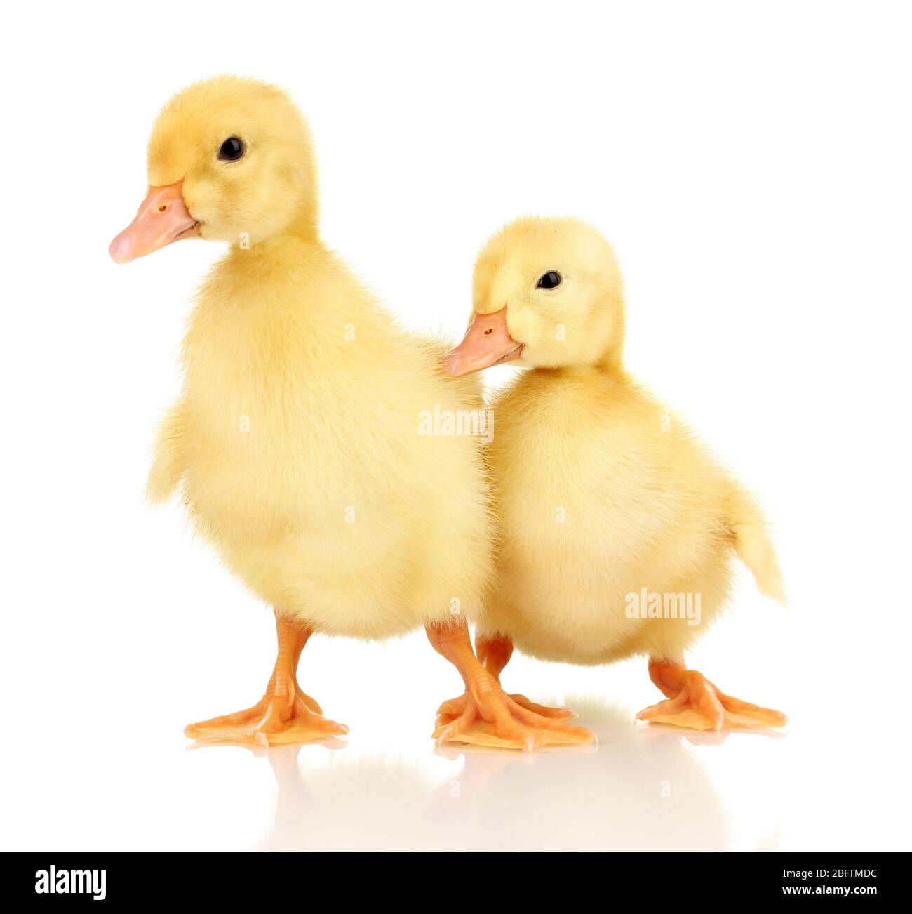 Two duckling isolated on white Stock Photo - Alamy