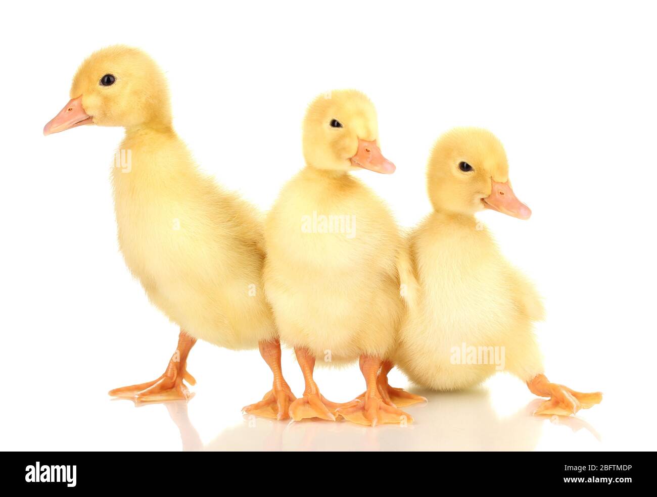 Three duckling isolated on white Stock Photo - Alamy