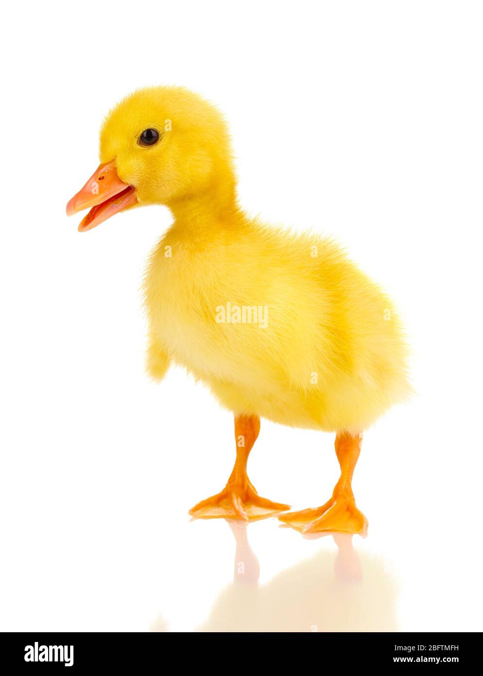 Duckling isolated on white Stock Photo - Alamy