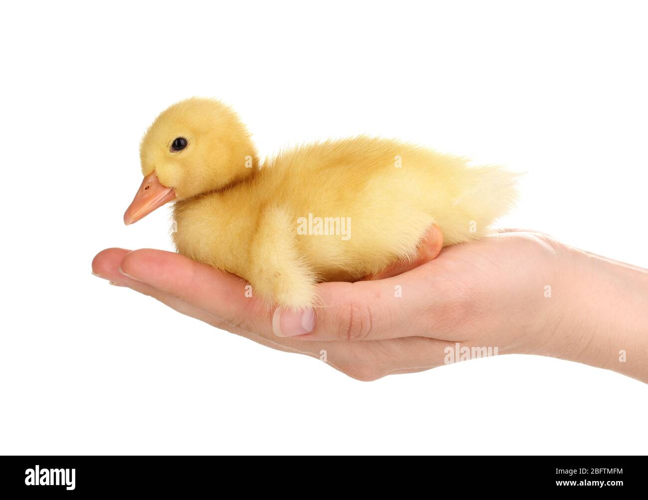 Duckling in hand isolated on white Stock Photo - Alamy
