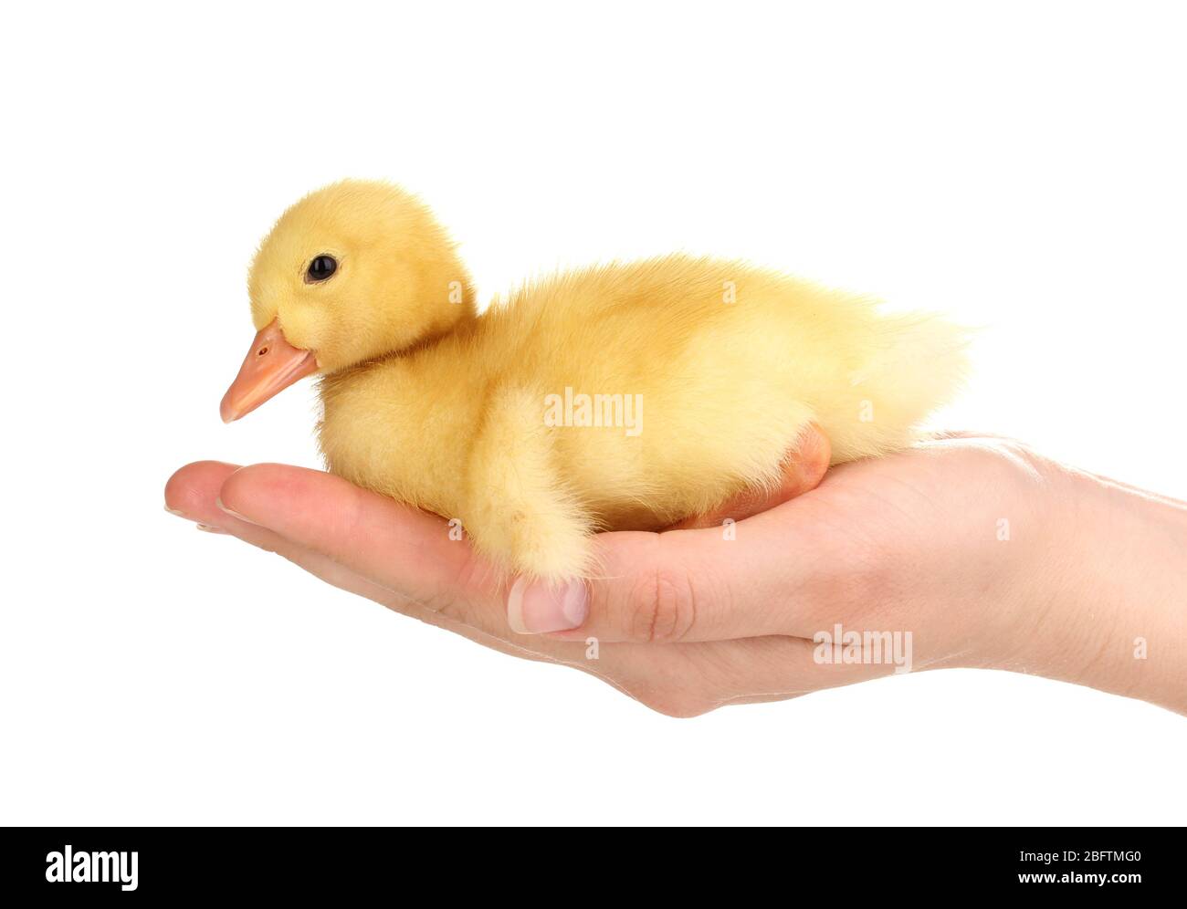 Duckling in hand isolated on white Stock Photo - Alamy