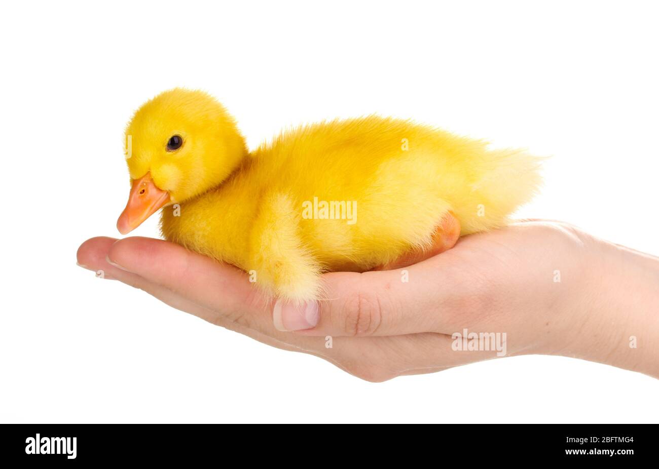 Duckling in hand isolated on white Stock Photo - Alamy