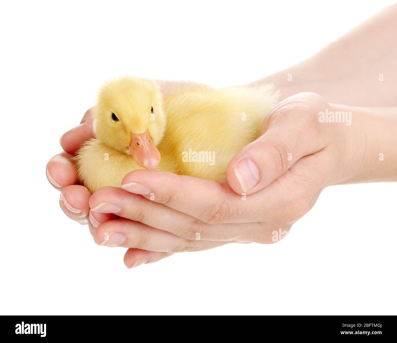 Webbed hands hi-res stock photography and images - Alamy