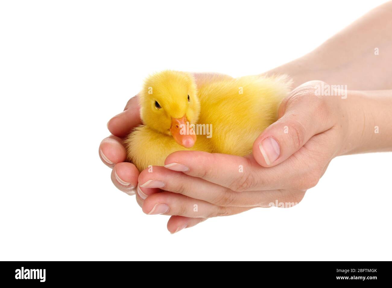 Webbed hands hi-res stock photography and images - Alamy